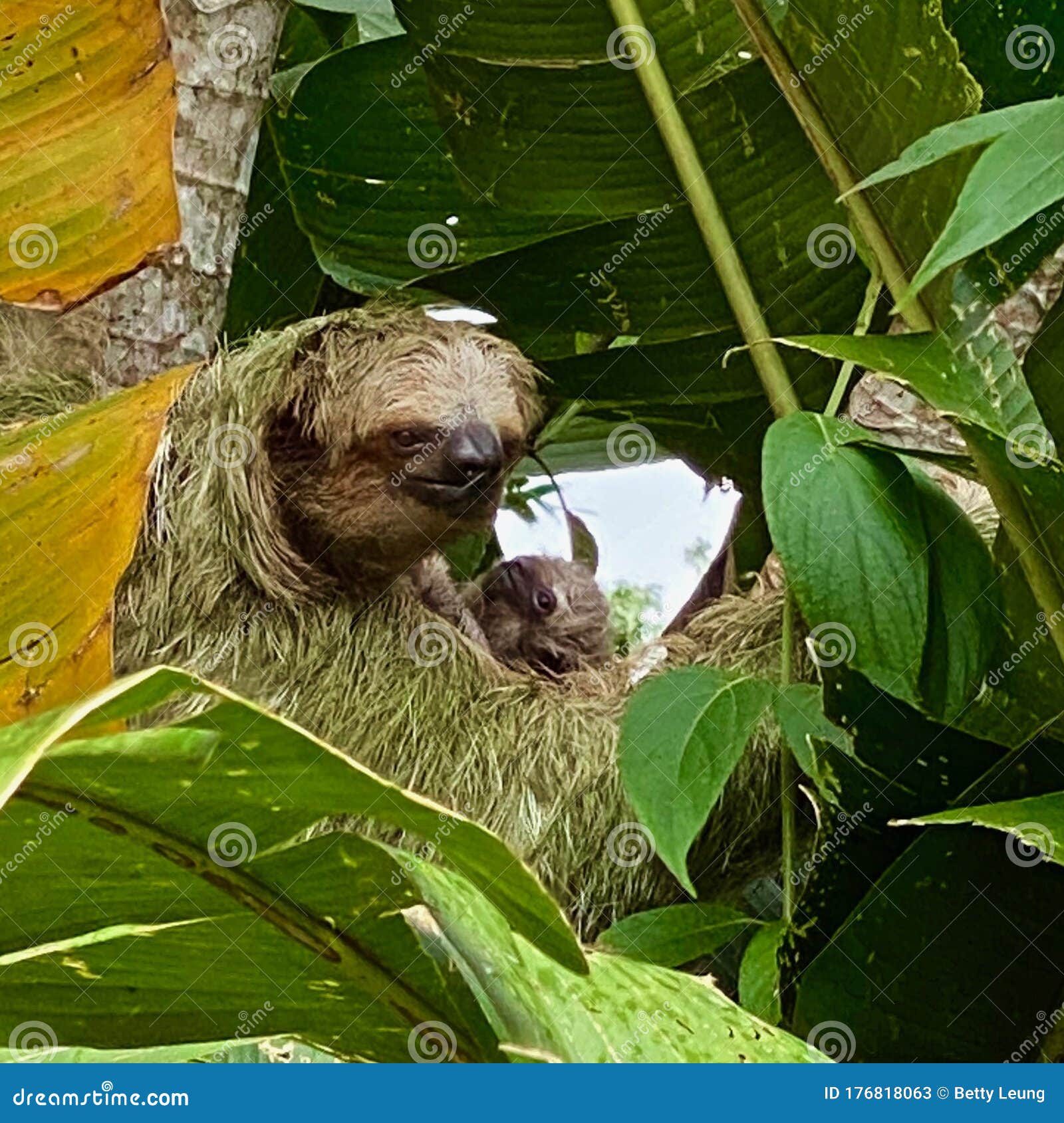 Sloth and Its Baby Sitting in the Tree in Costa Rica Stock Image ...