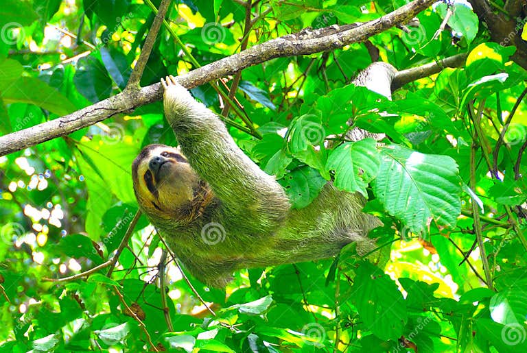 Costa Rica Sloth stock photo. Image of leaf, ridiculous - 16749374