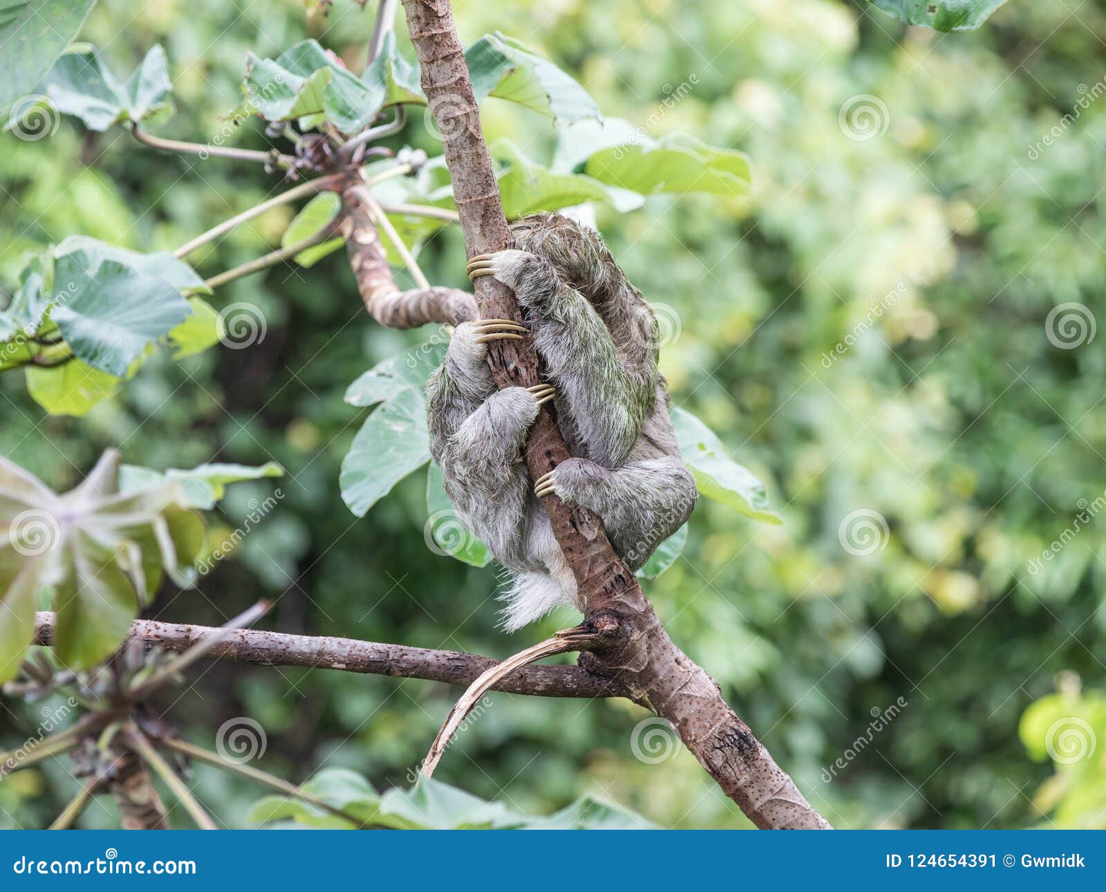 Costa Rica Sloth in a Tree stock image. Image of cuddly - 124654391