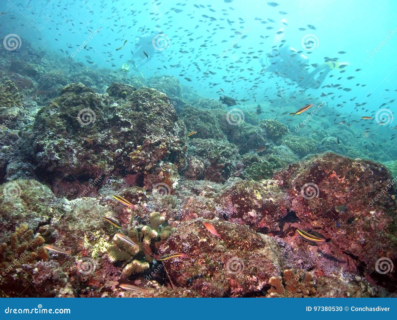 Costa Rica Vibrant Reef Life Foto de archivo - Imagen de coral, genio ...