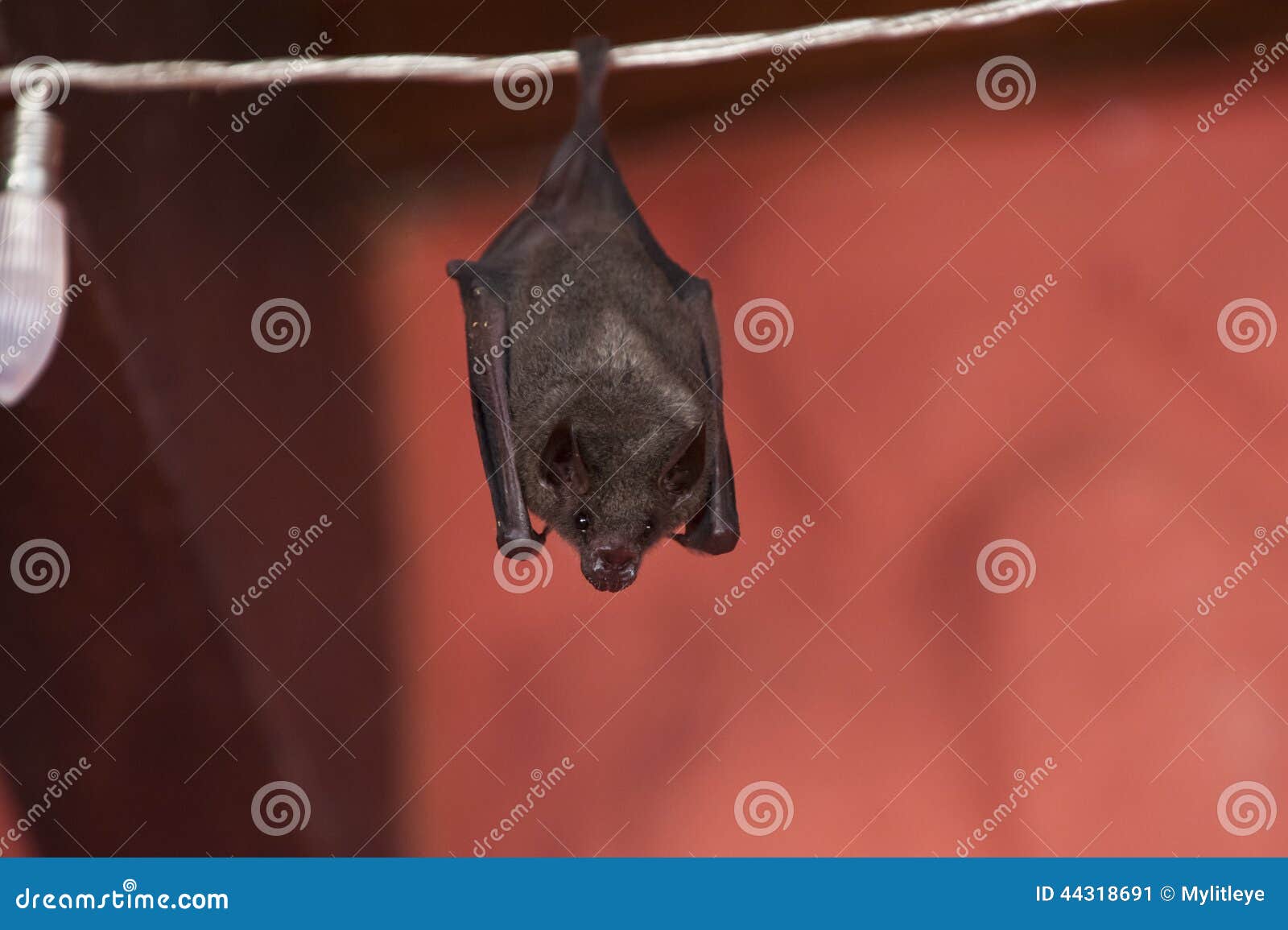 Costa Rican Bat stock image. Image of wildlife, hang - 44318691