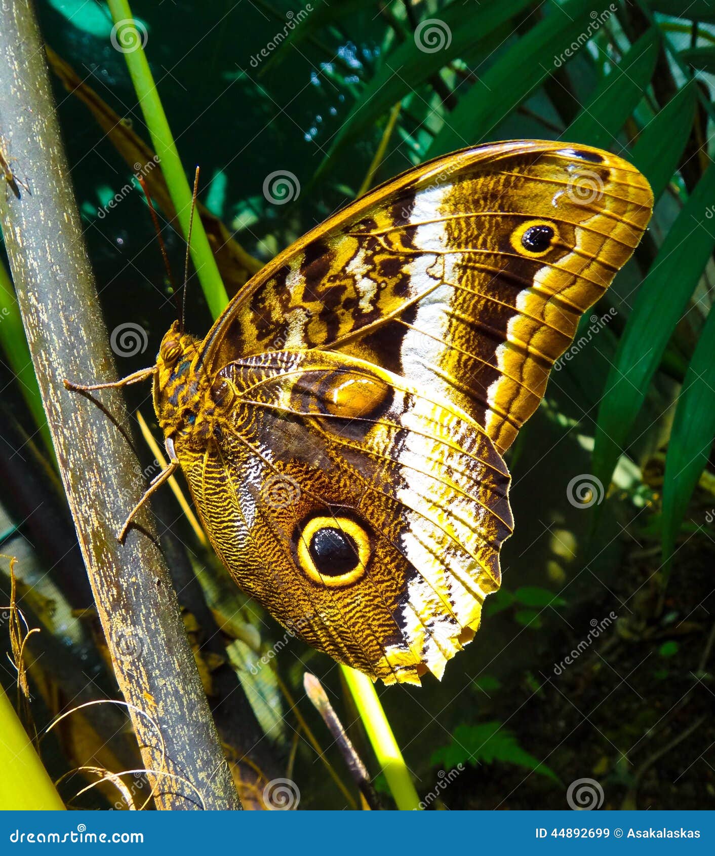 Costa Rican Butterfly Royalty-Free Stock Photo | CartoonDealer.com ...