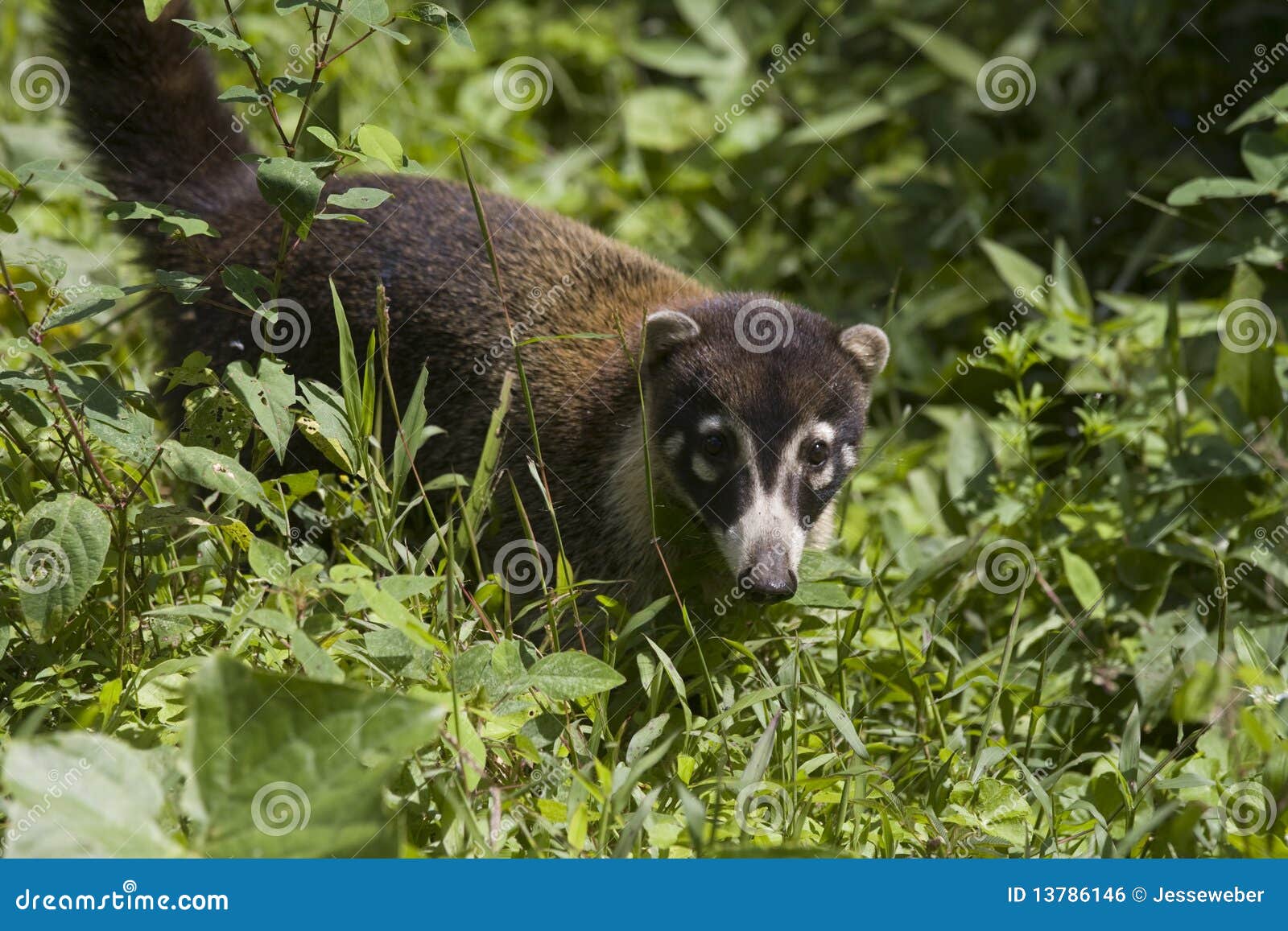 Costa Rican Coati stock photo. Image of mammal, white - 13786146