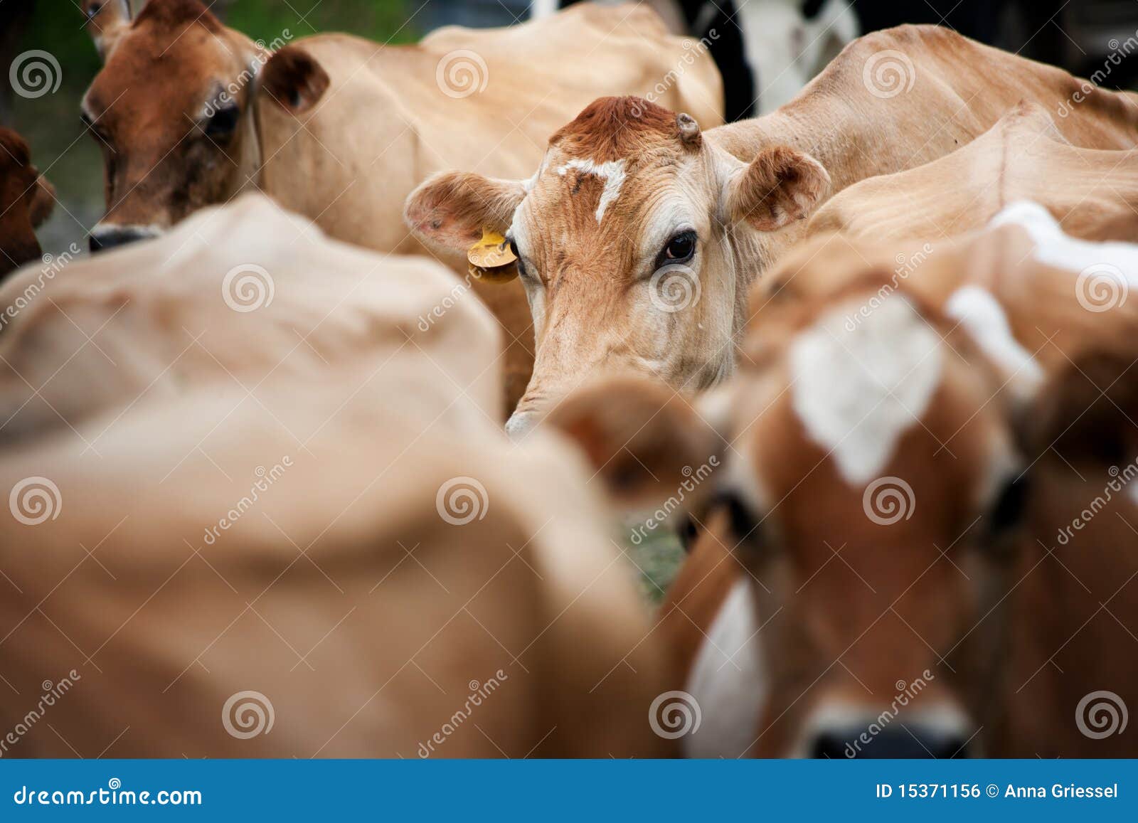 Costa Rican cow stock photo. Image of costa, central - 15371156