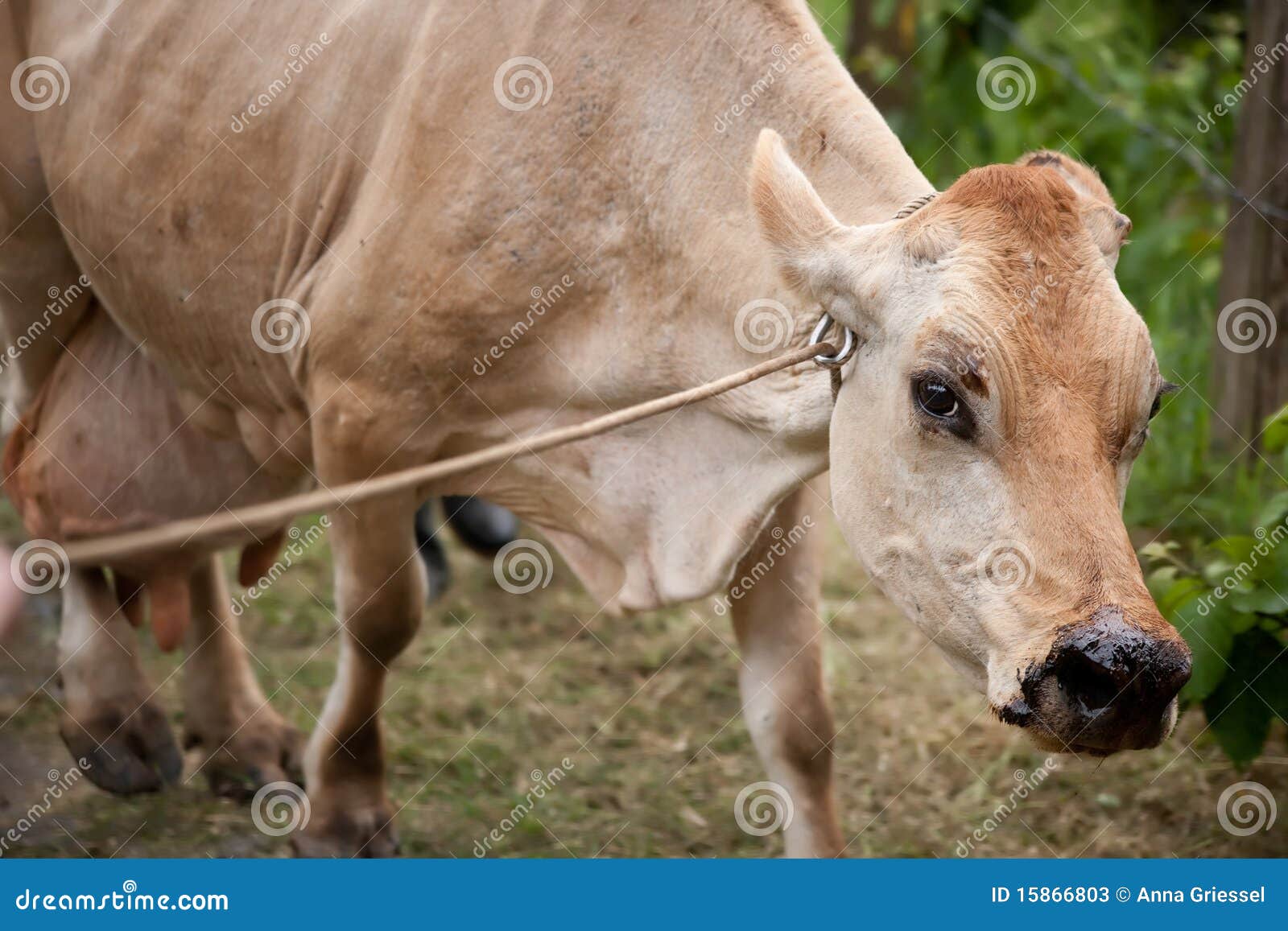 Costa Rican cow stock image. Image of milk, grass, lariat - 15866803