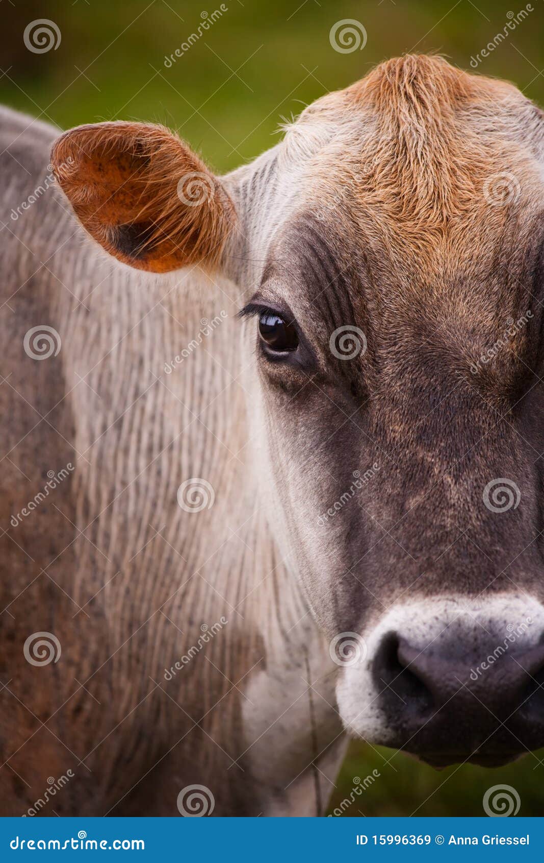 Costa Rican cow stock image. Image of livestock, animal - 15996369