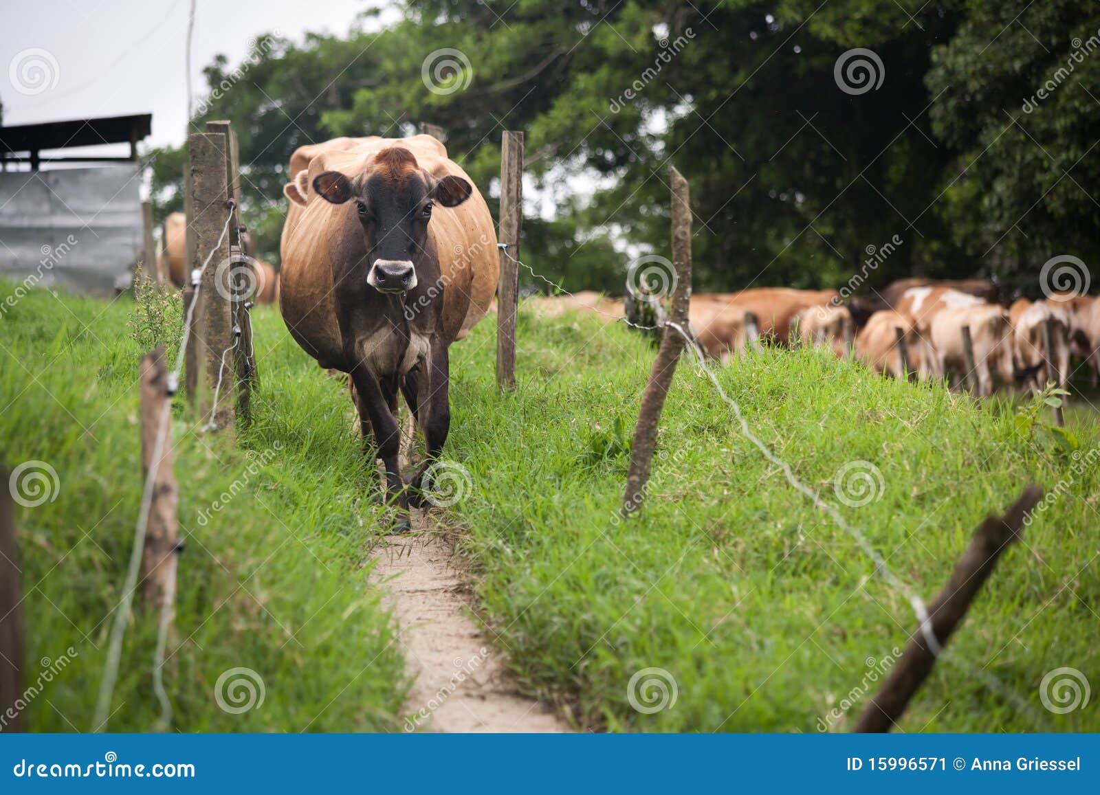 Costa Rican cow stock image. Image of forest, path, mammal - 15996571
