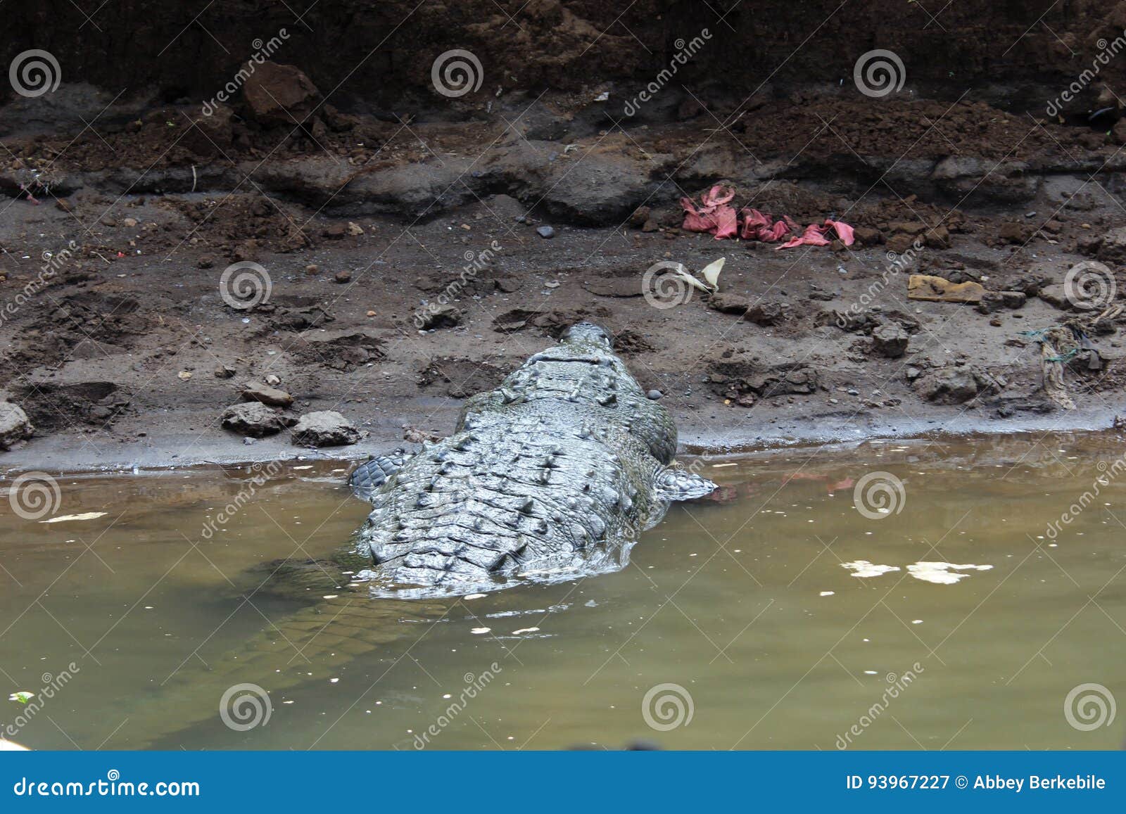 Costa Rican Crocodile imagem de stock. Imagem de americano - 93967227