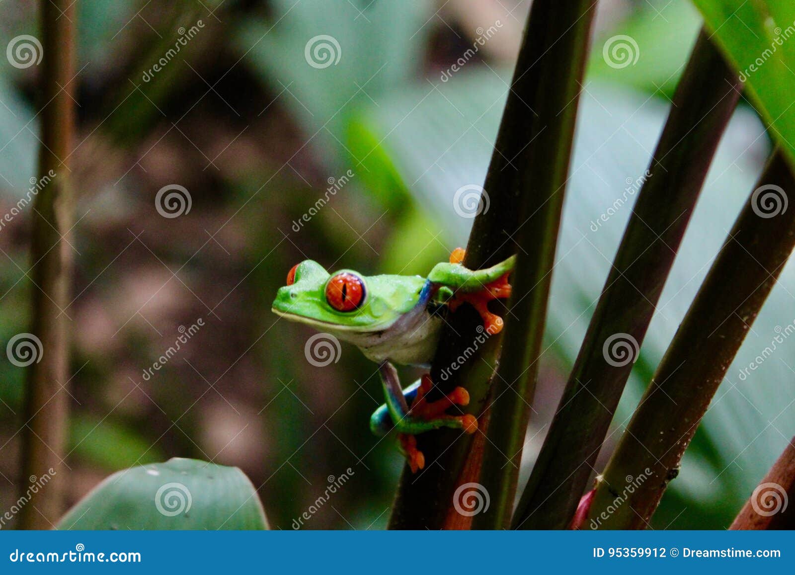 Costa Rican Frog stock photo. Image of forest, rain, rainforest - 95359912