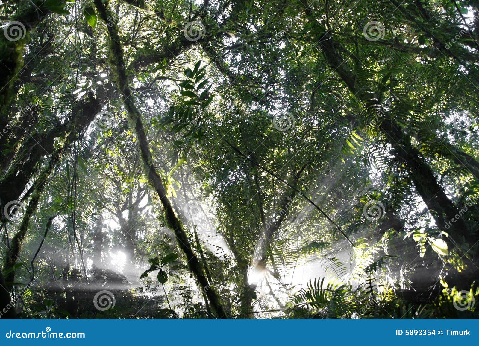 Costa Rican Jungle stock photo. Image of beauty, foliage - 5893354