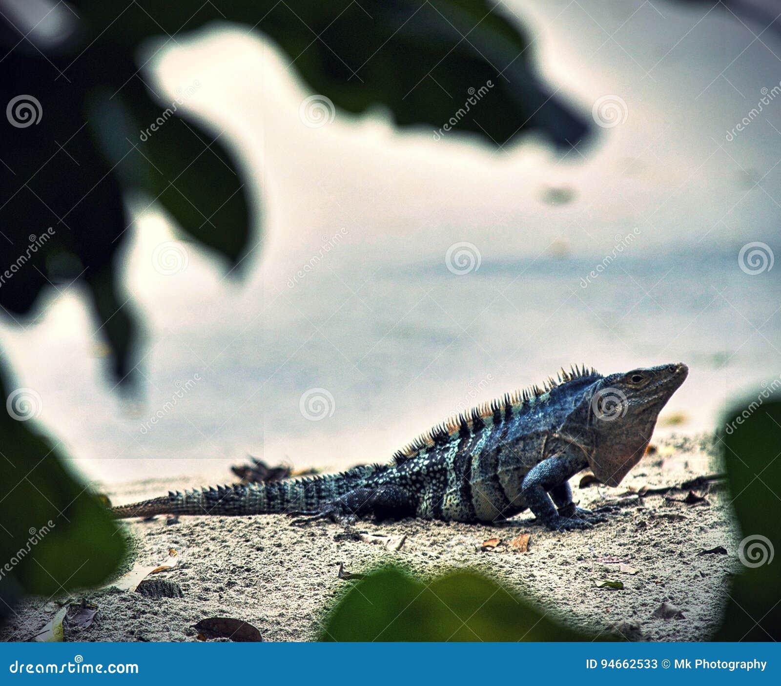 Costa Rican Lizard stock image. Image of color, pretty - 94662533