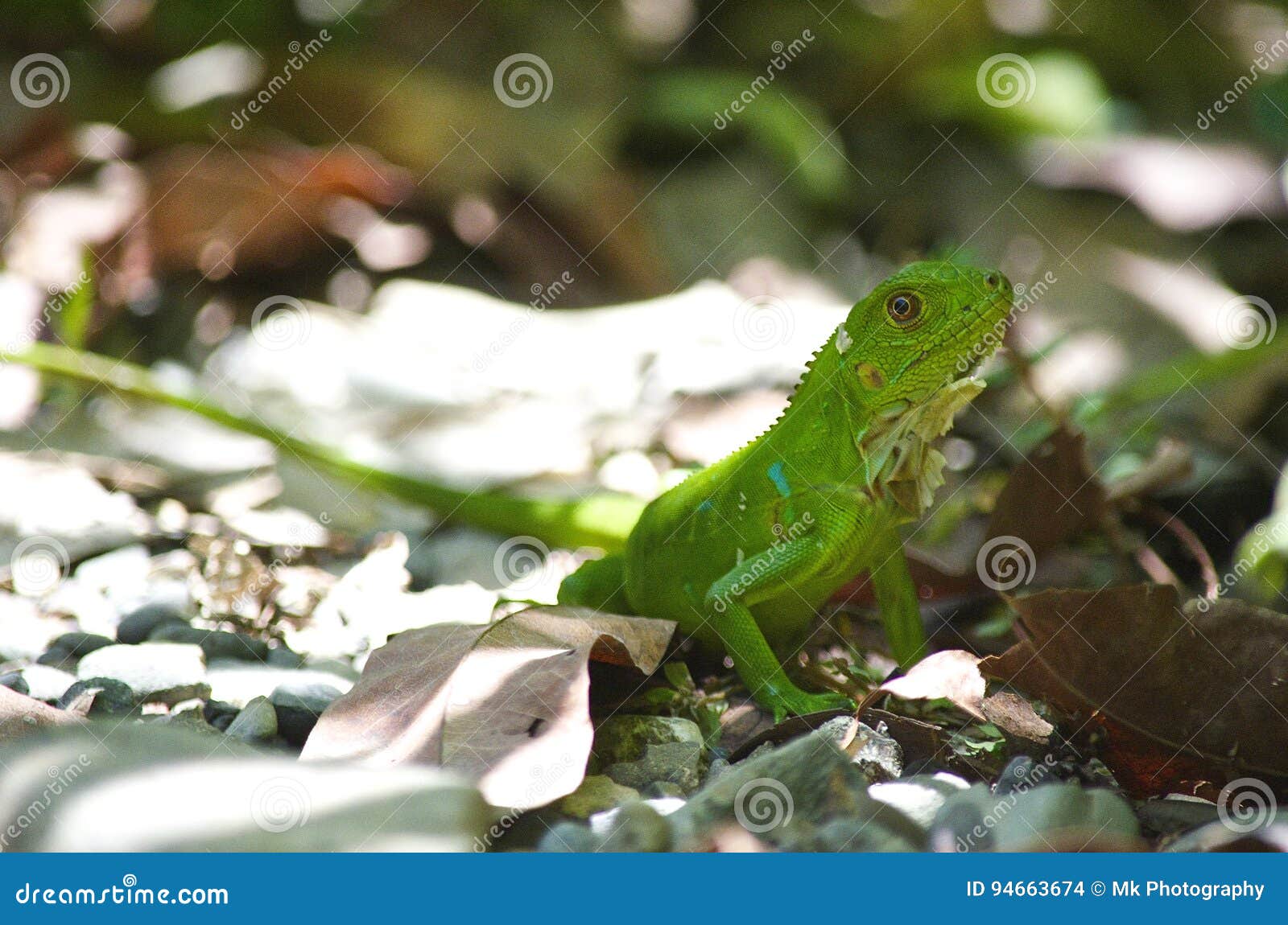 Costa Rican Lizard stock photo. Image of wildlife, insects - 94663674