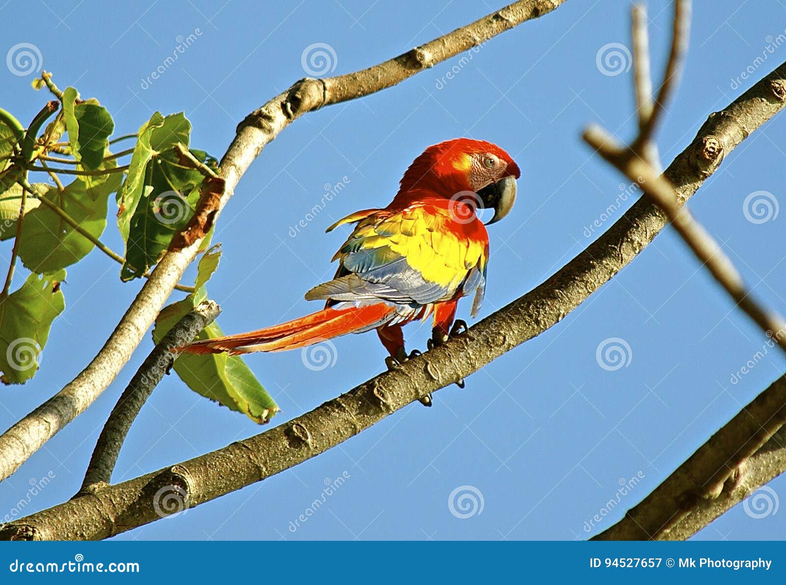 Costa Rican Macaw stock image. Image of musical, habitat - 94527657