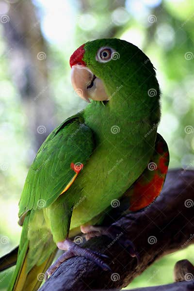 Costa Rican Parrot stock photo. Image of wildlife, animals - 621584