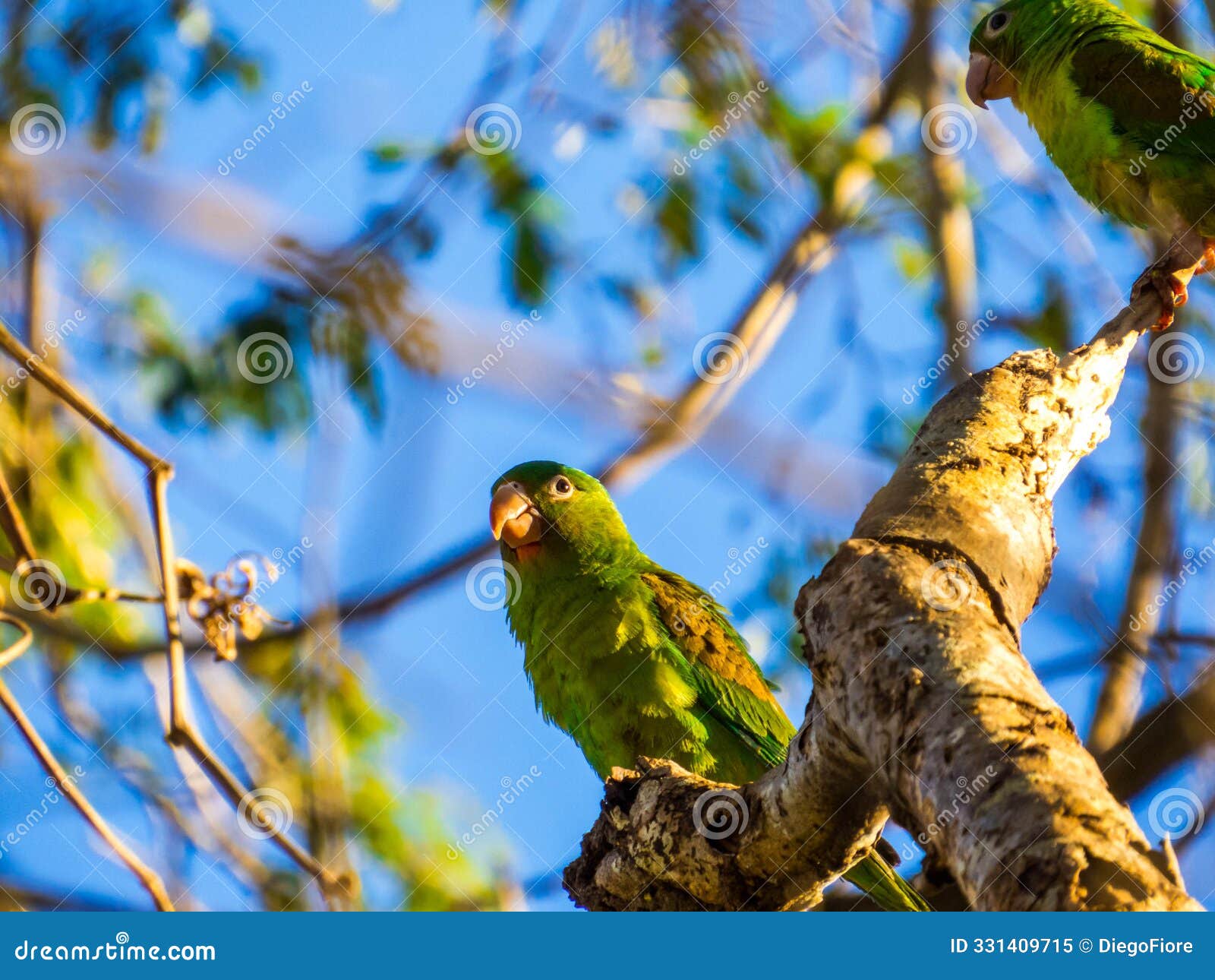 Costa Rican Parrots stock image. Image of beautiful - 331409715
