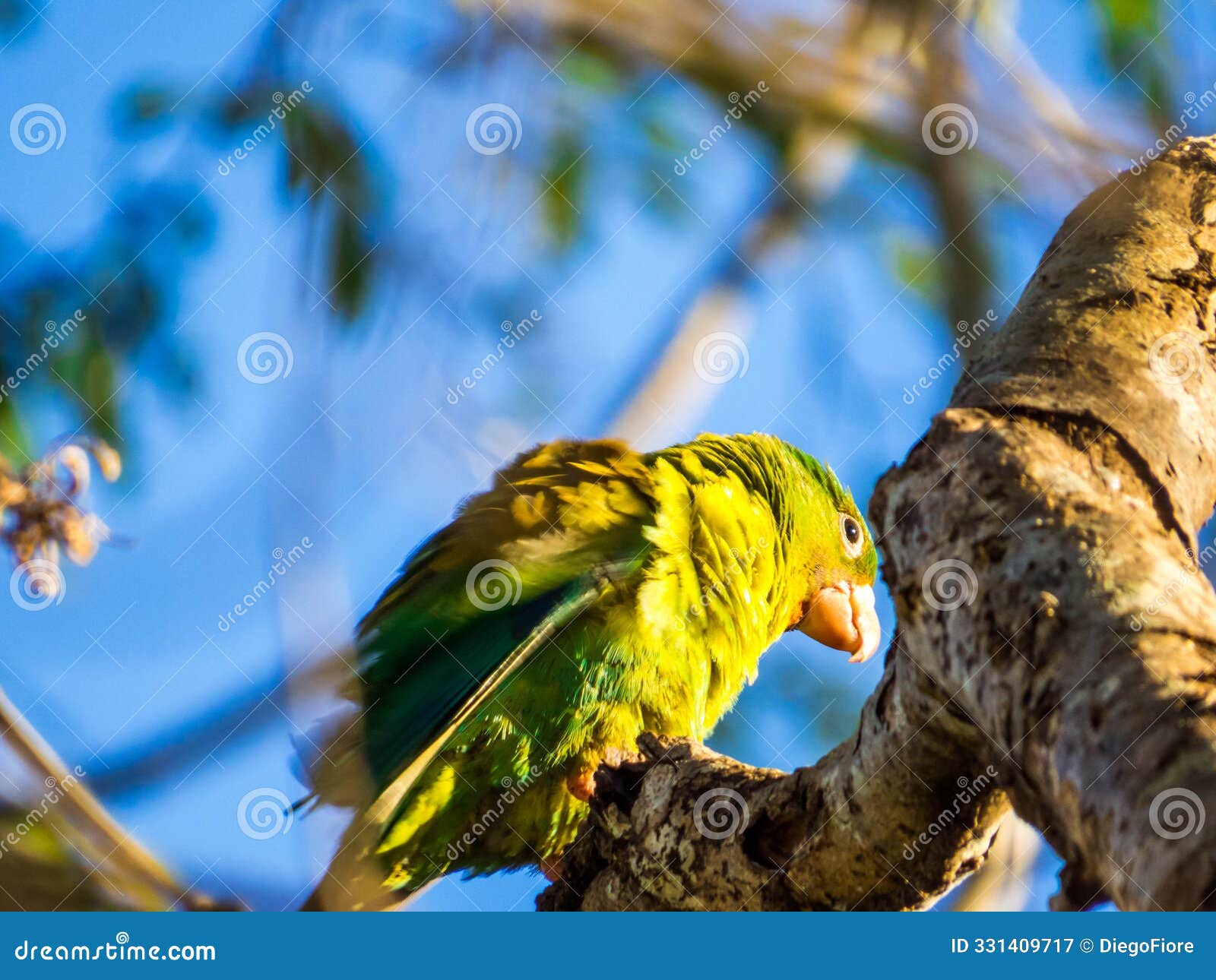 Costa Rican Parrots stock image. Image of beauty, nest - 331409717