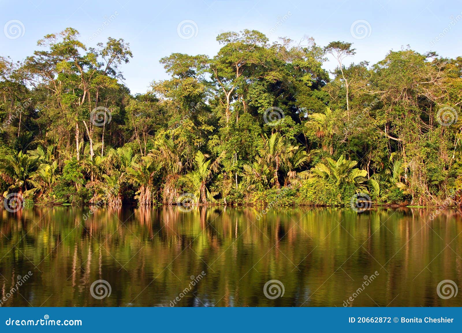 Costa Rican Rainforest stock photo. Image of jungle, pretty - 20662872