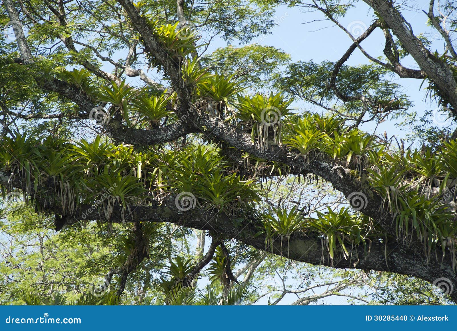 Tropical Rain Forest 3 stock photo. Image of rica, costa - 30285440