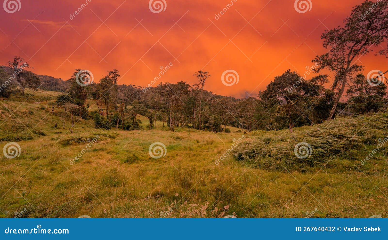 Costa Rican rainforest stock photo. Image of little - 267640432