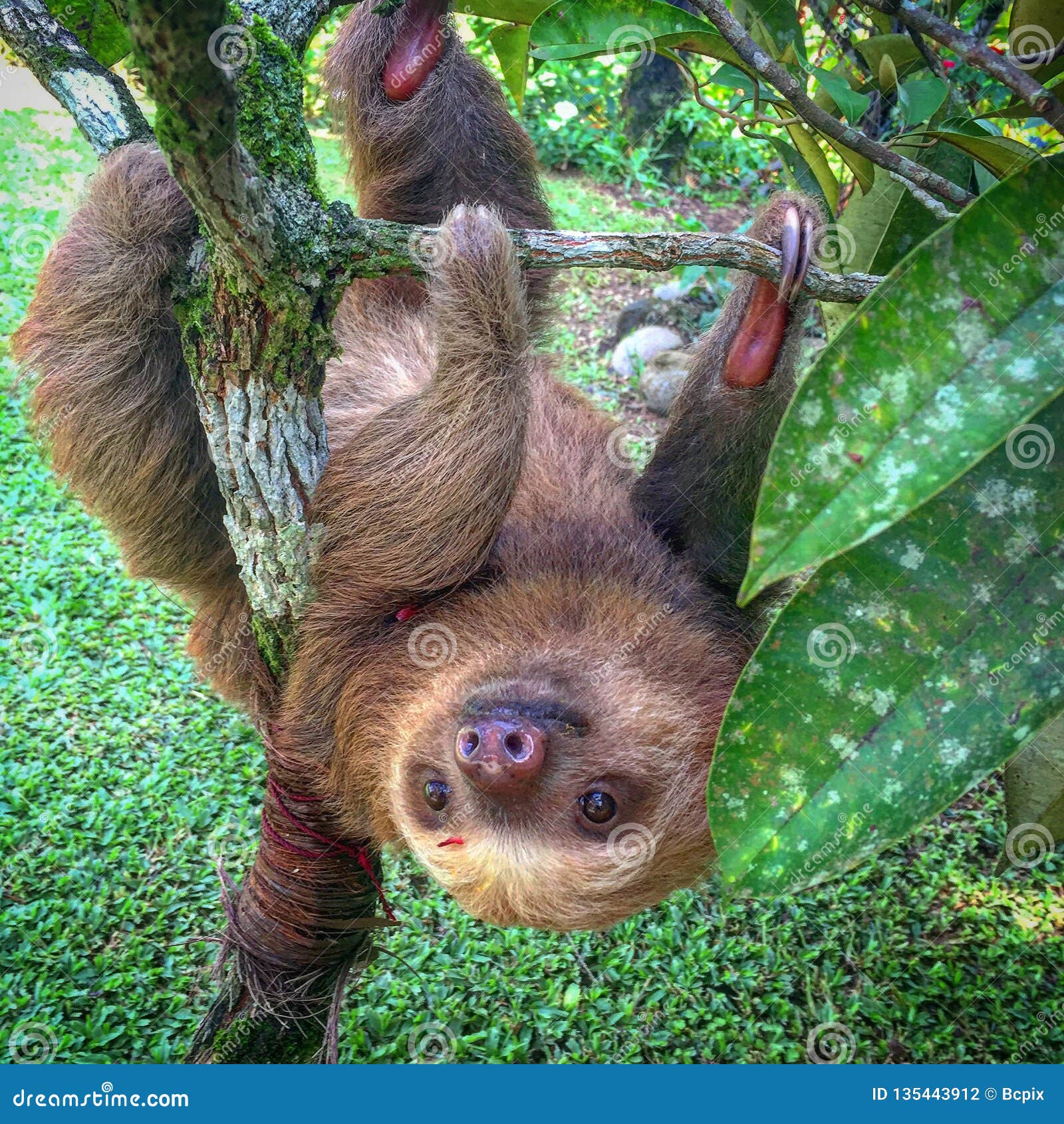 Costa Rican Sloth foto de archivo. Imagen de costa, rica - 135443912