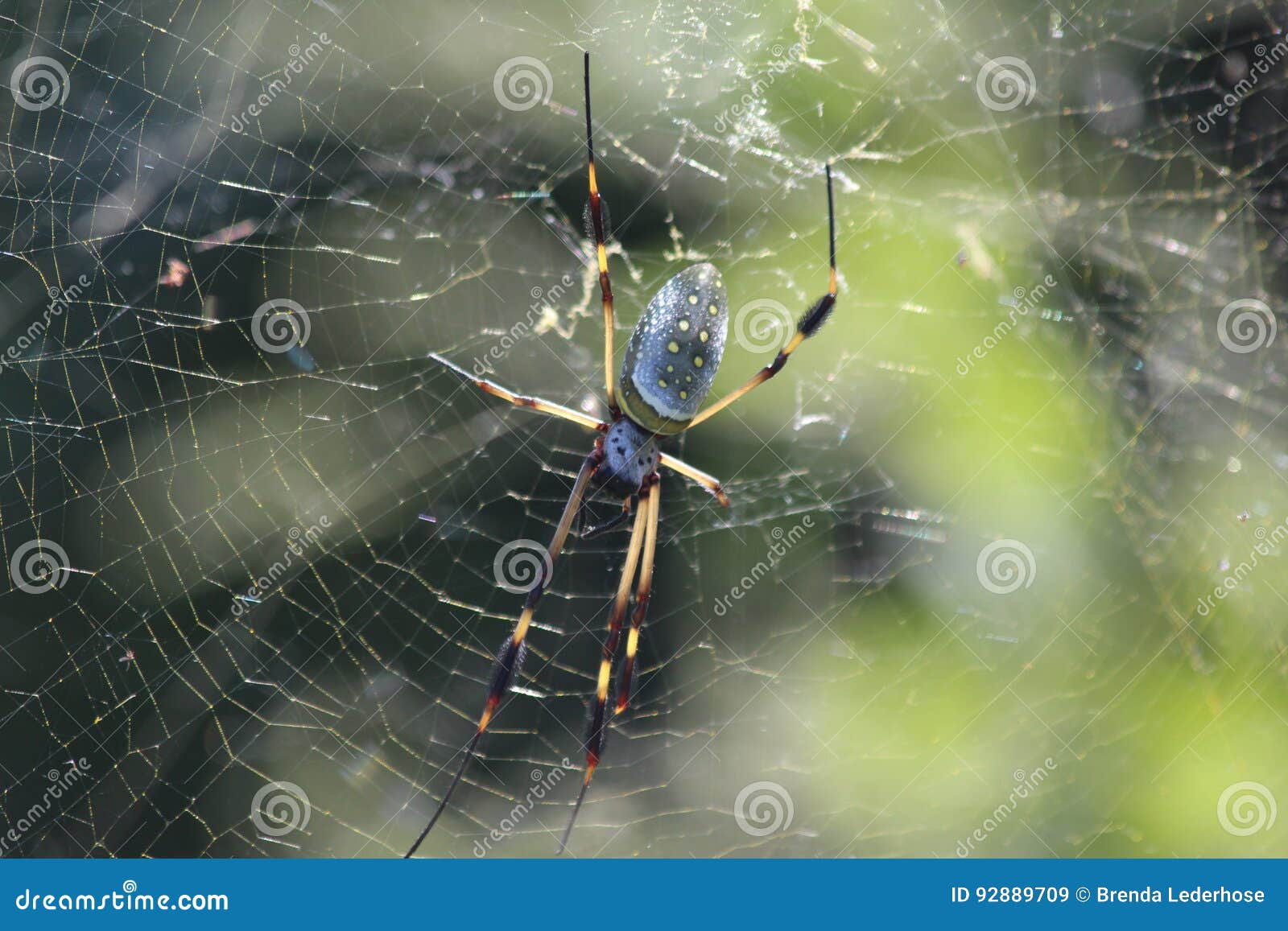 Costa Rican Spider immagine stock. Immagine di ragno - 92889709