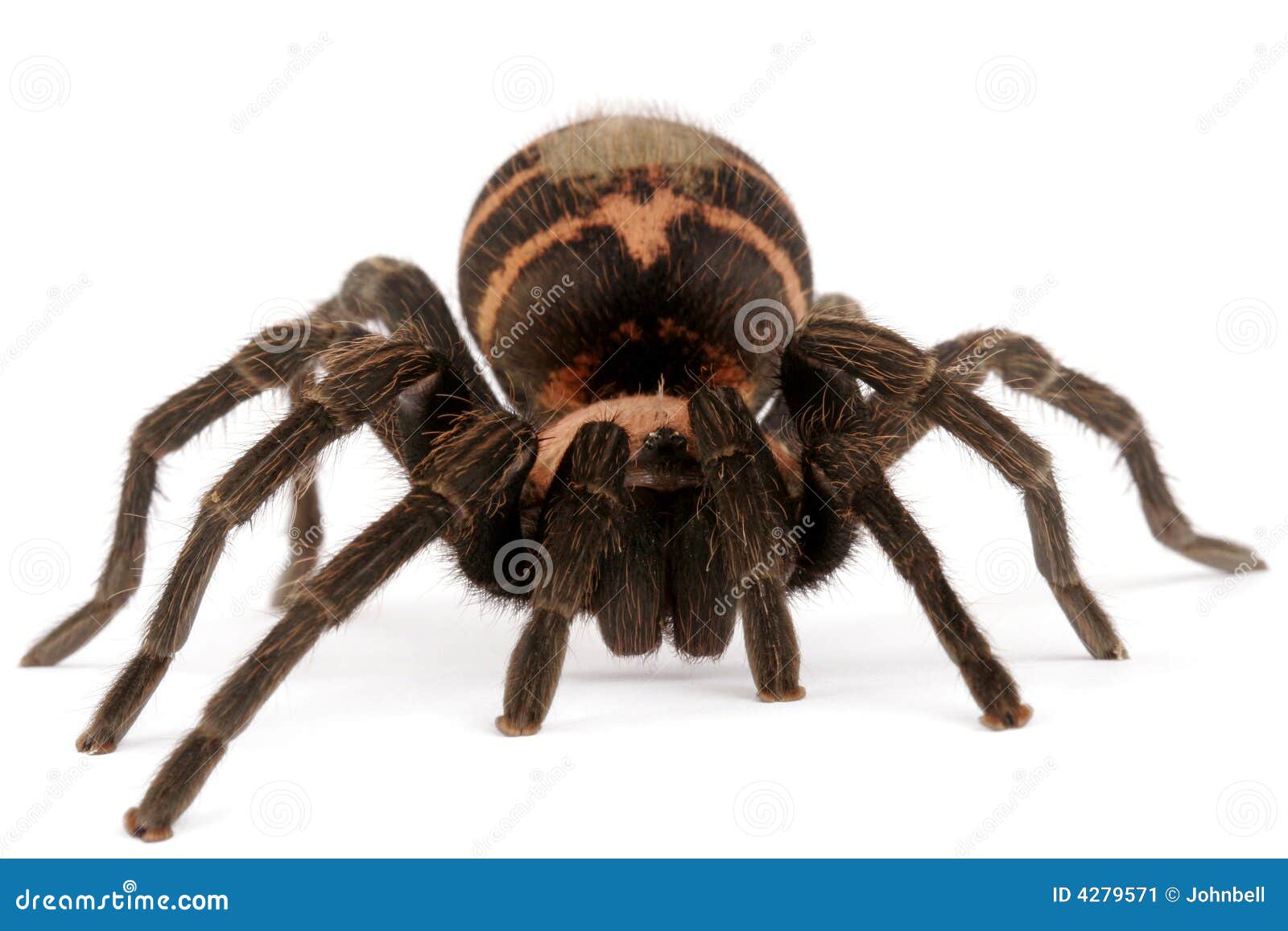 Costa Rican Tiger Rump Tarantula Stock Image - Image of animal, fangs ...