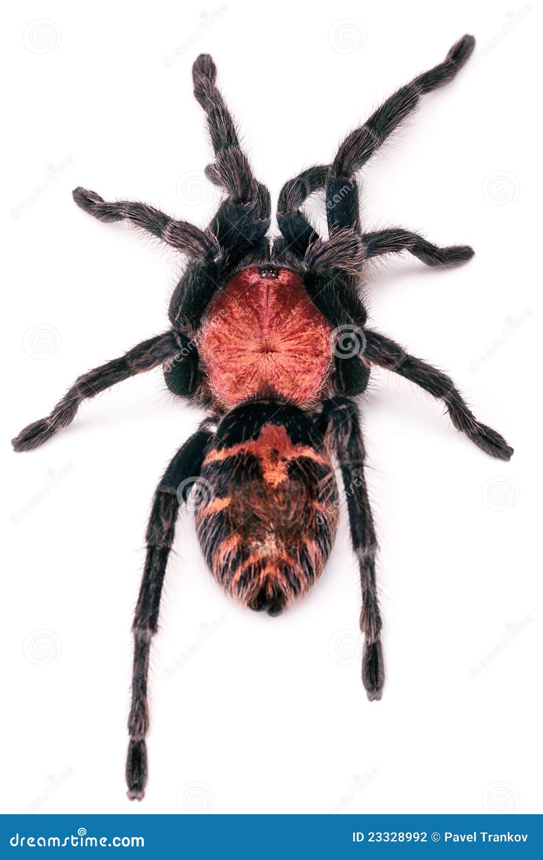 Costa Rican Tiger Rump On White Background Stock Photography ...