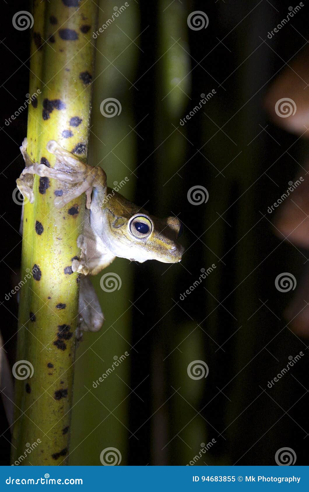 Costa Rican Tree Frog stock image. Image of tree, wildlife - 94683855