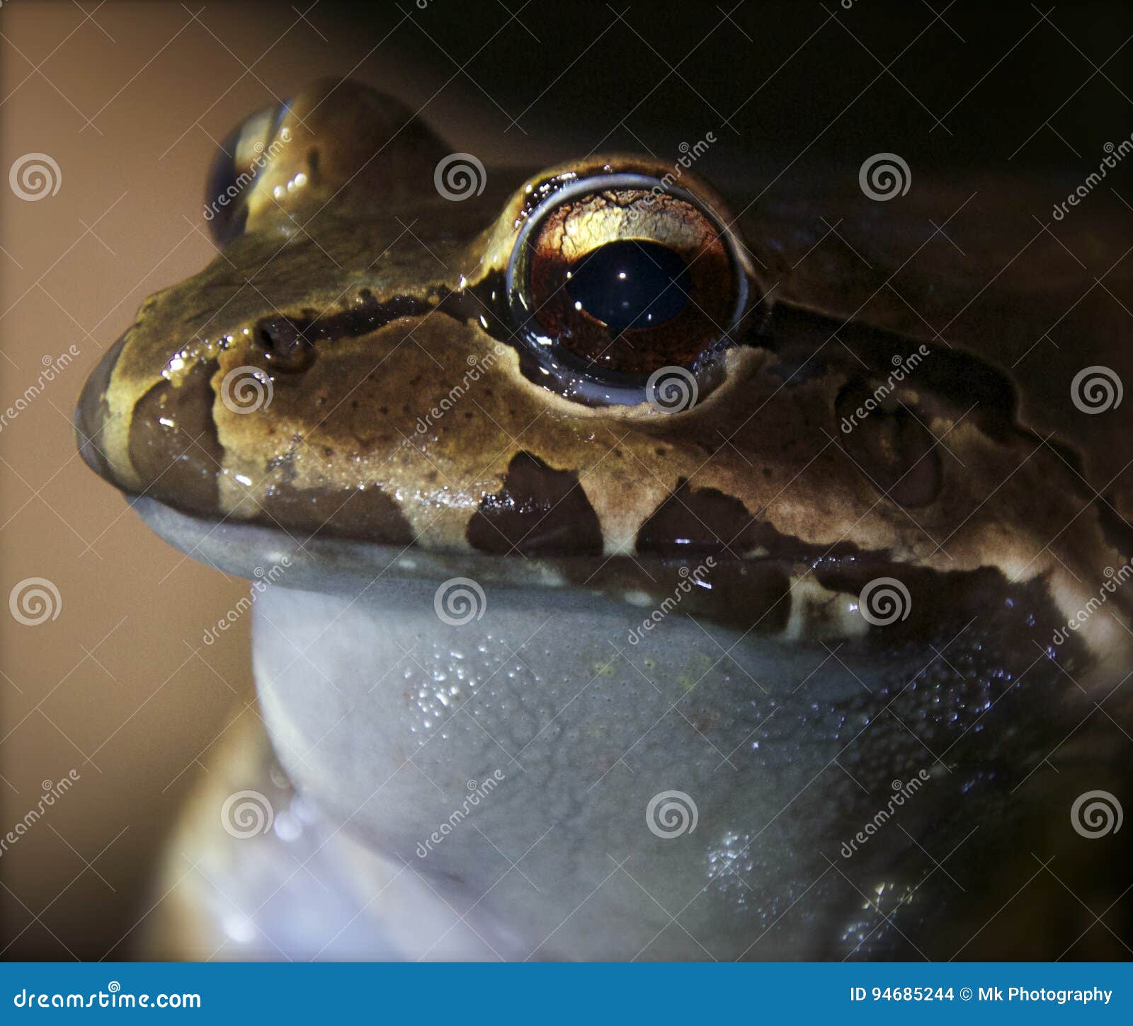 Costa Rican Tree Frog stock photo. Image of green, toad - 94685244