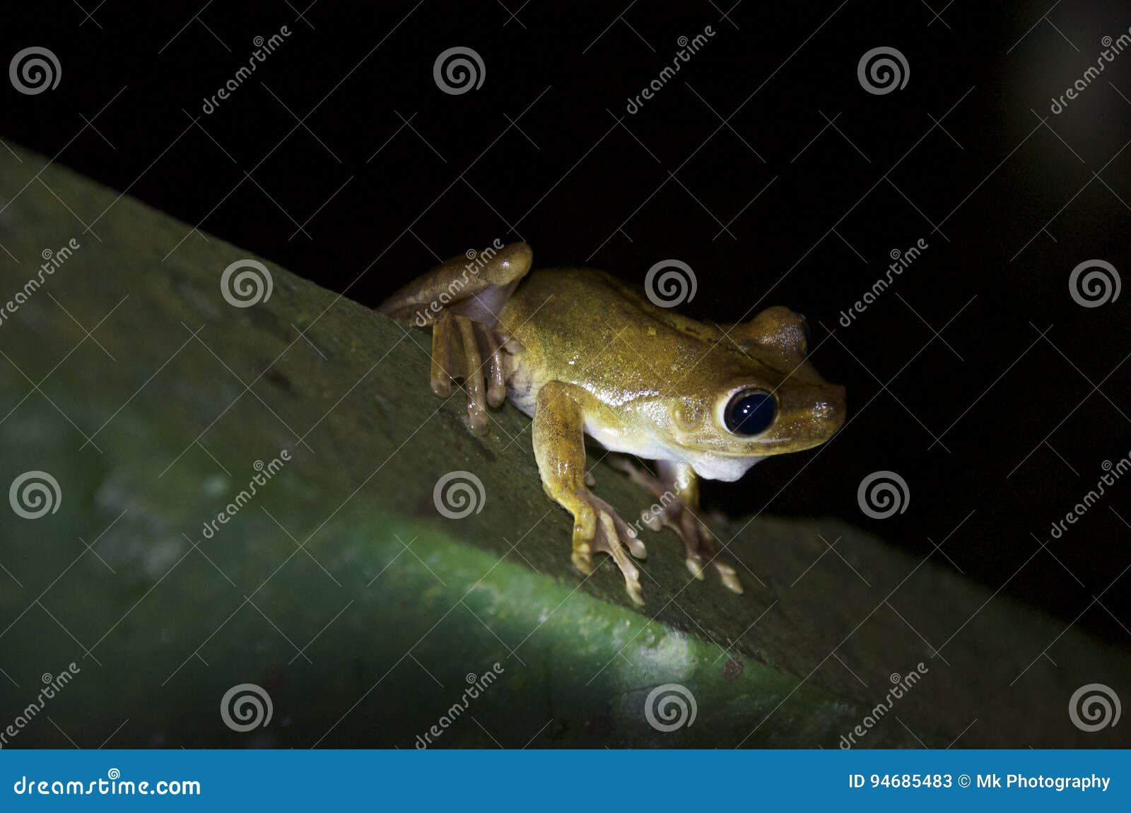 Costa Rican Tree Frog stock image. Image of rica, leaf - 94685483
