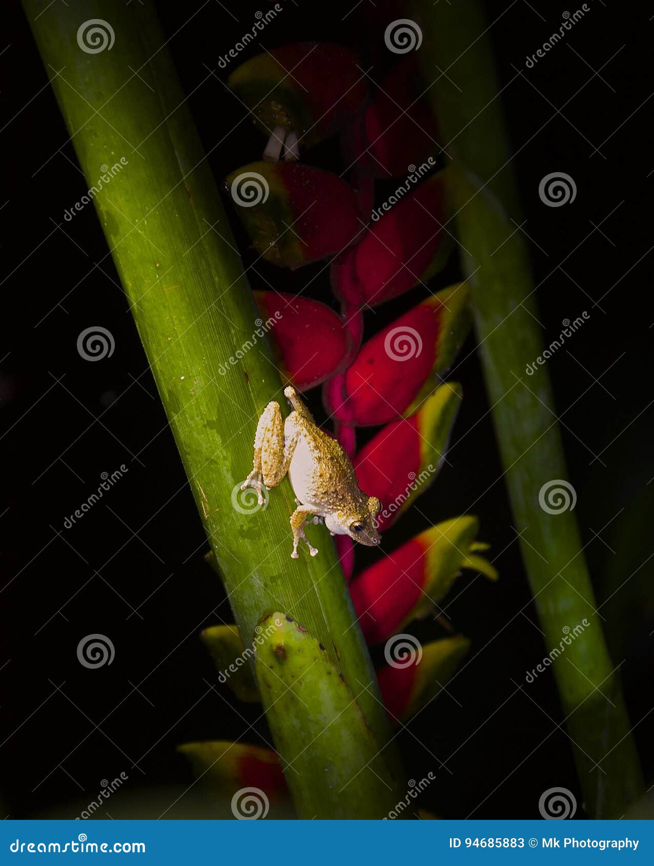 Costa Rican Tree Frog stock image. Image of playful, wildlife - 94685883