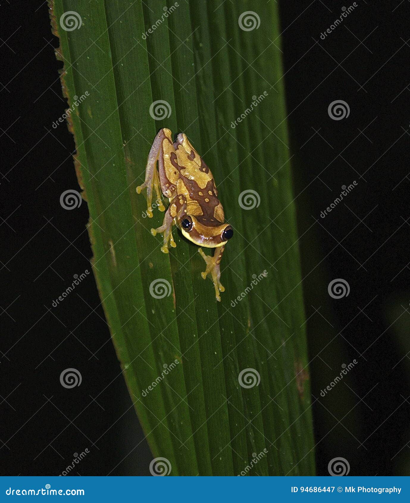 Costa Rican Tree Frog stock image. Image of frog, rainforest - 94686447