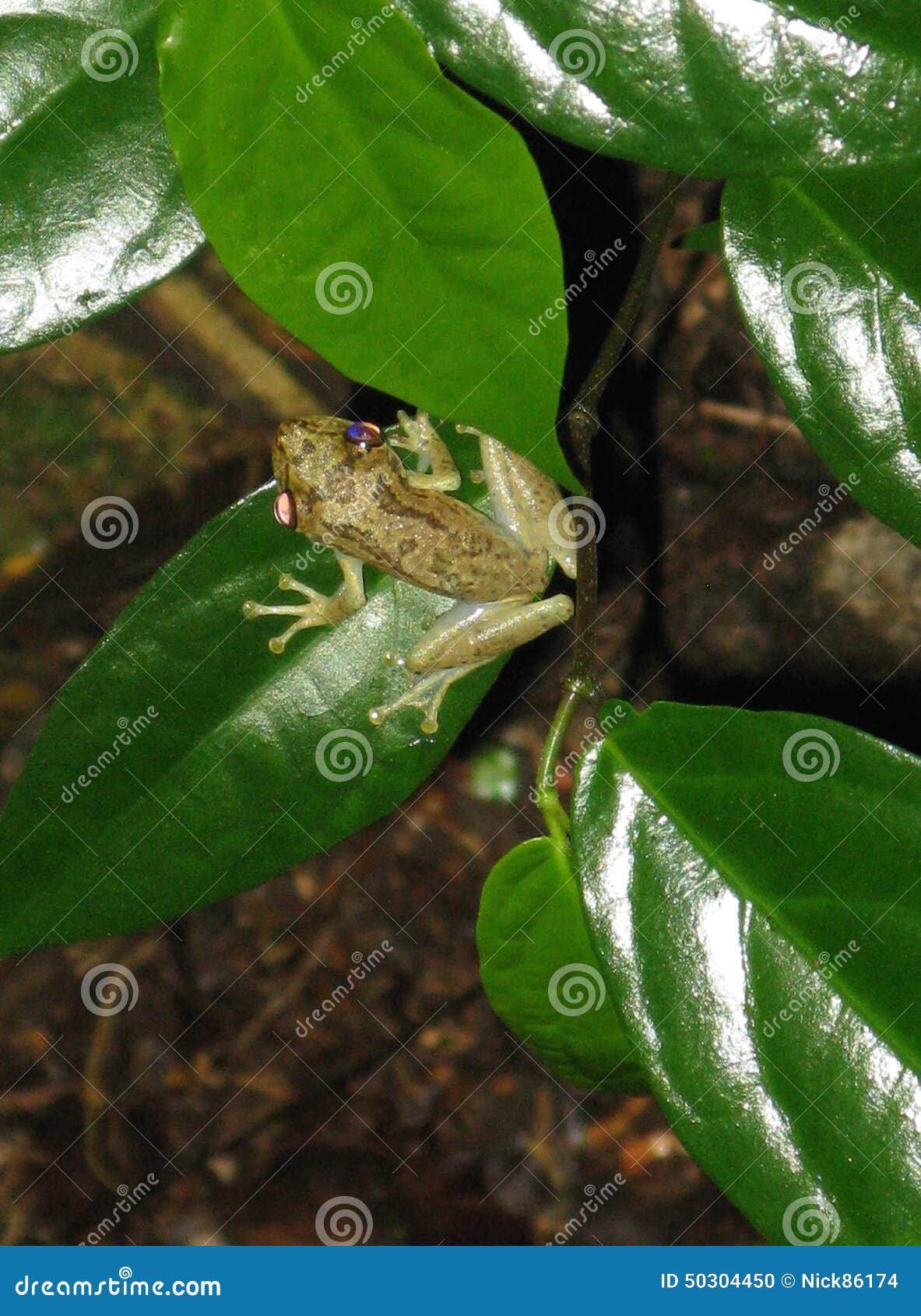 Costa Rican Tree Frog stock photo. Image of tropical - 50304450