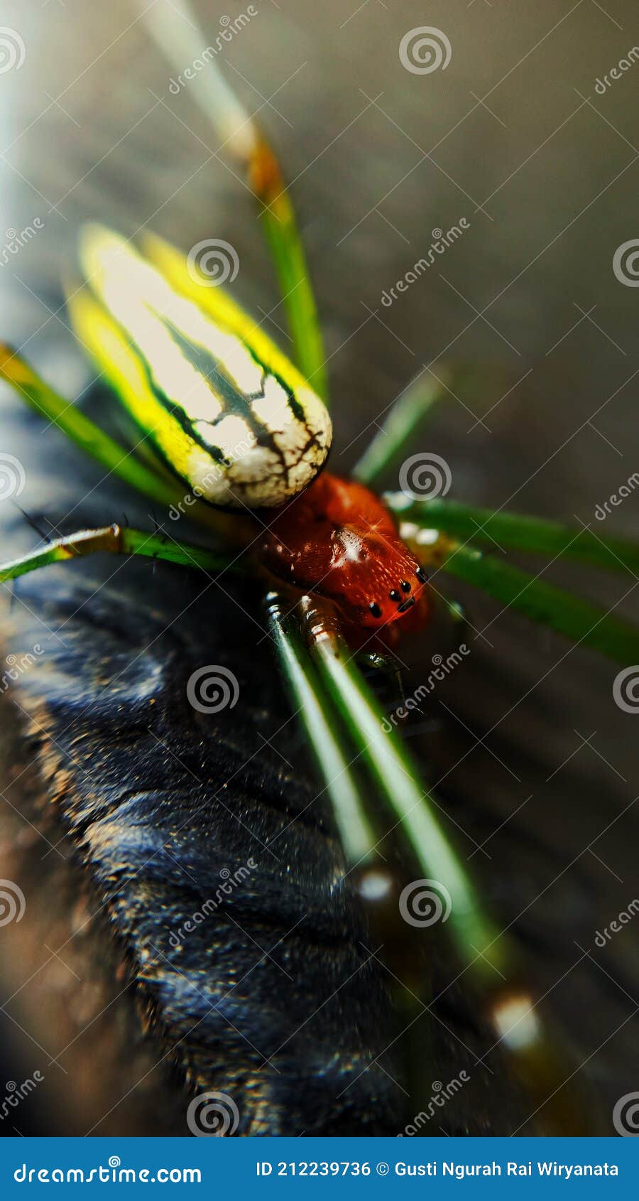 Costa Rican wasp stock photo. Image of costa, leaf, wildlife - 212239736