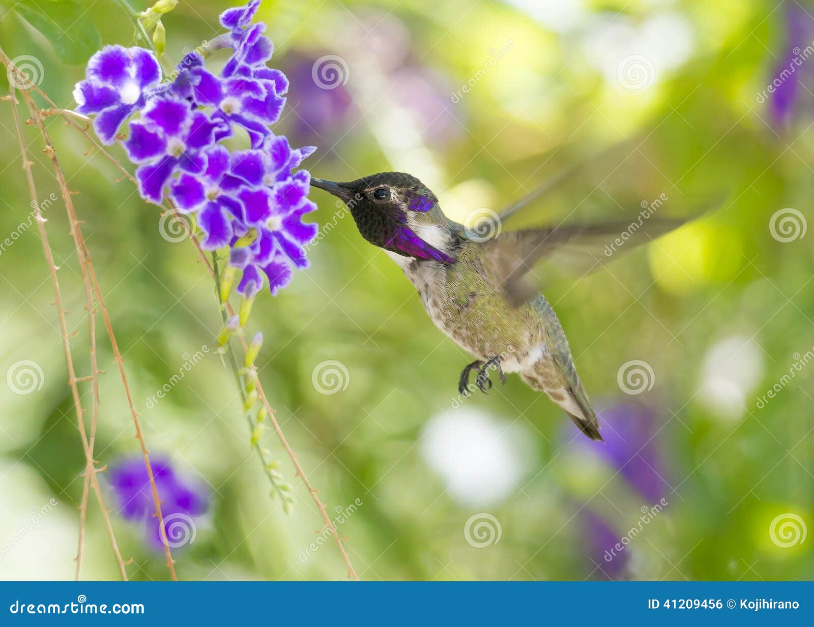 Costa S Hummingbird in Flight Stock Photo - Image of purple, mojave ...