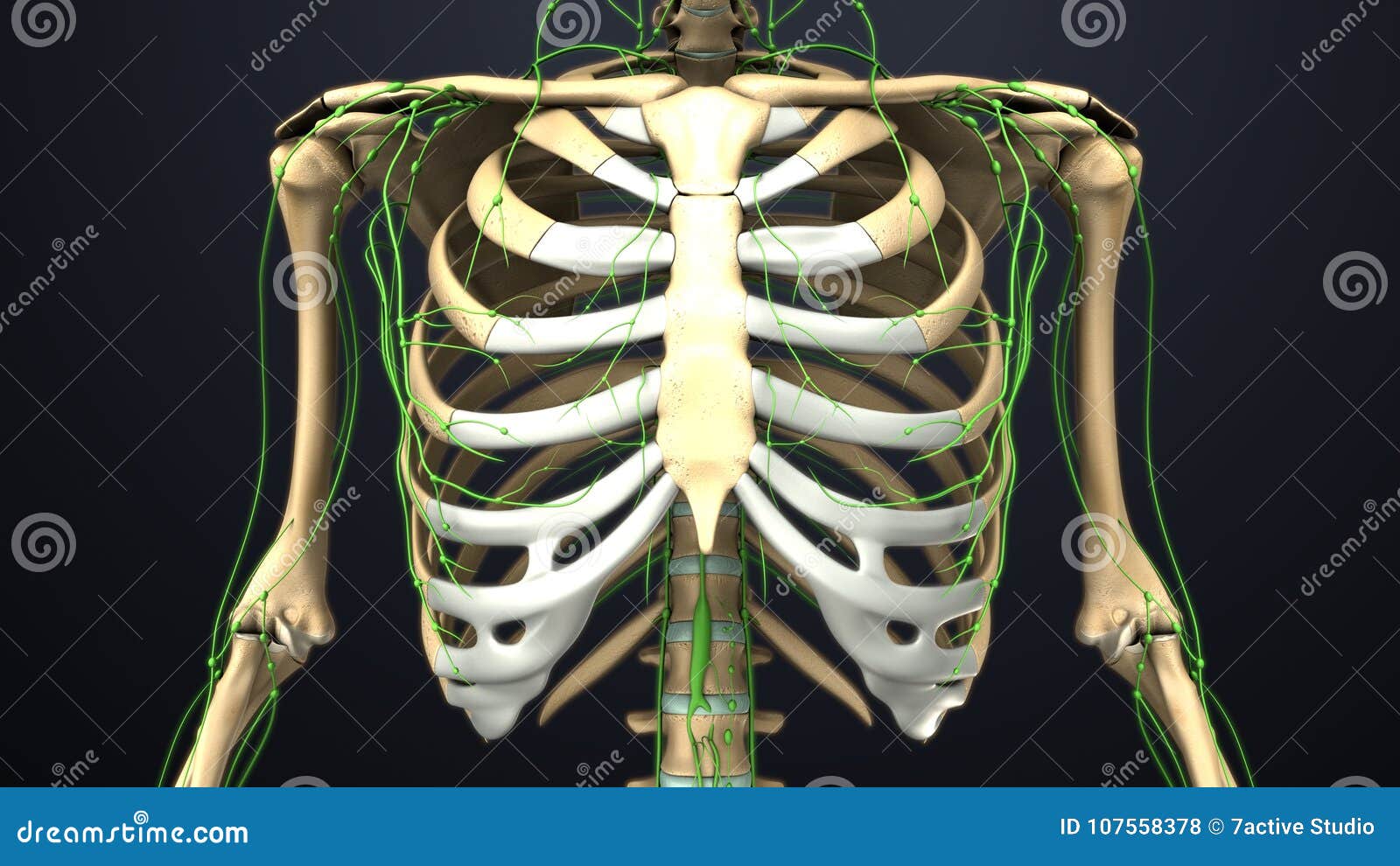 Mappa Della Costa Scheletrica