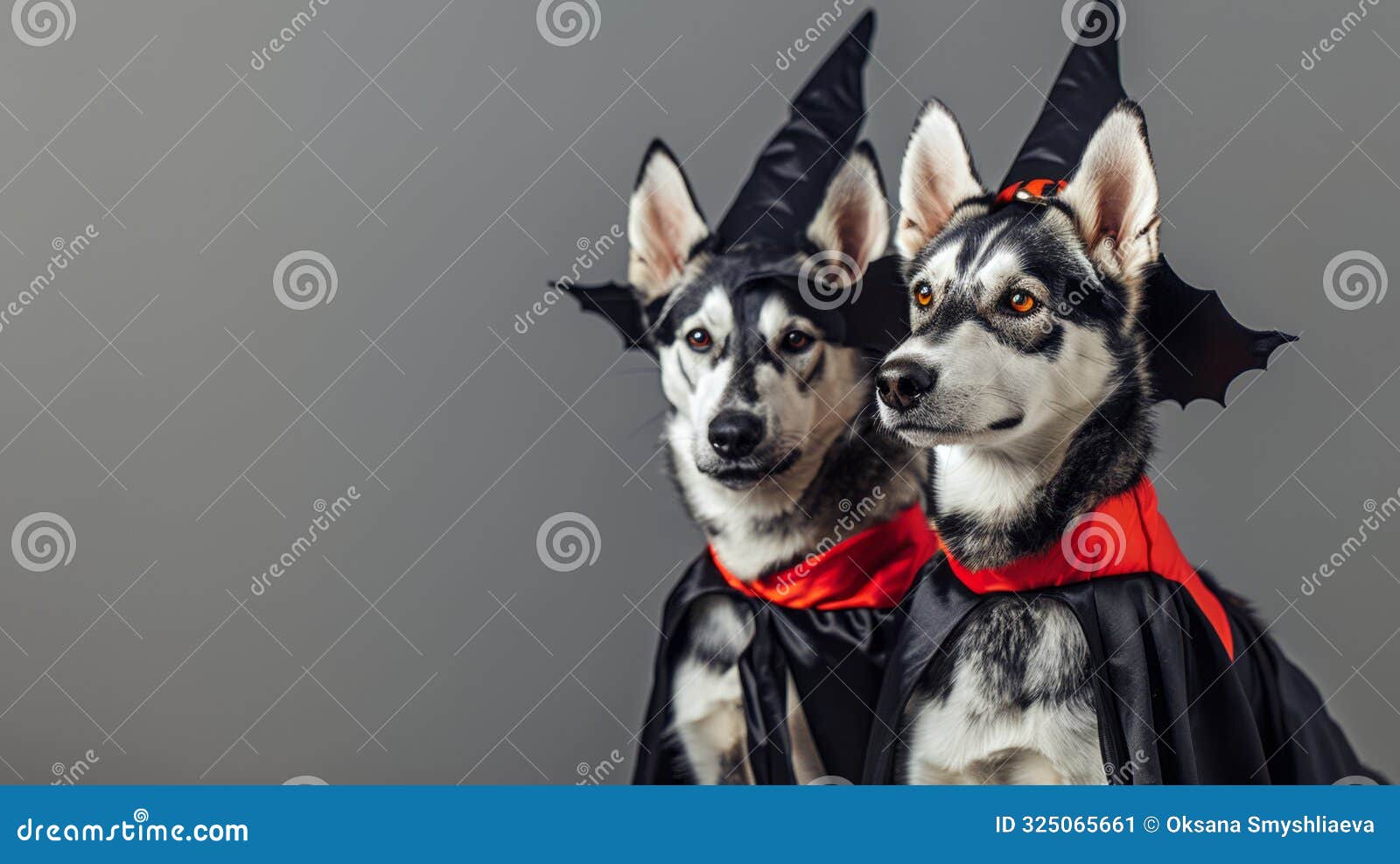 Costumed Dogs Dressed As Vampires for Halloween Celebration Stock Image ...