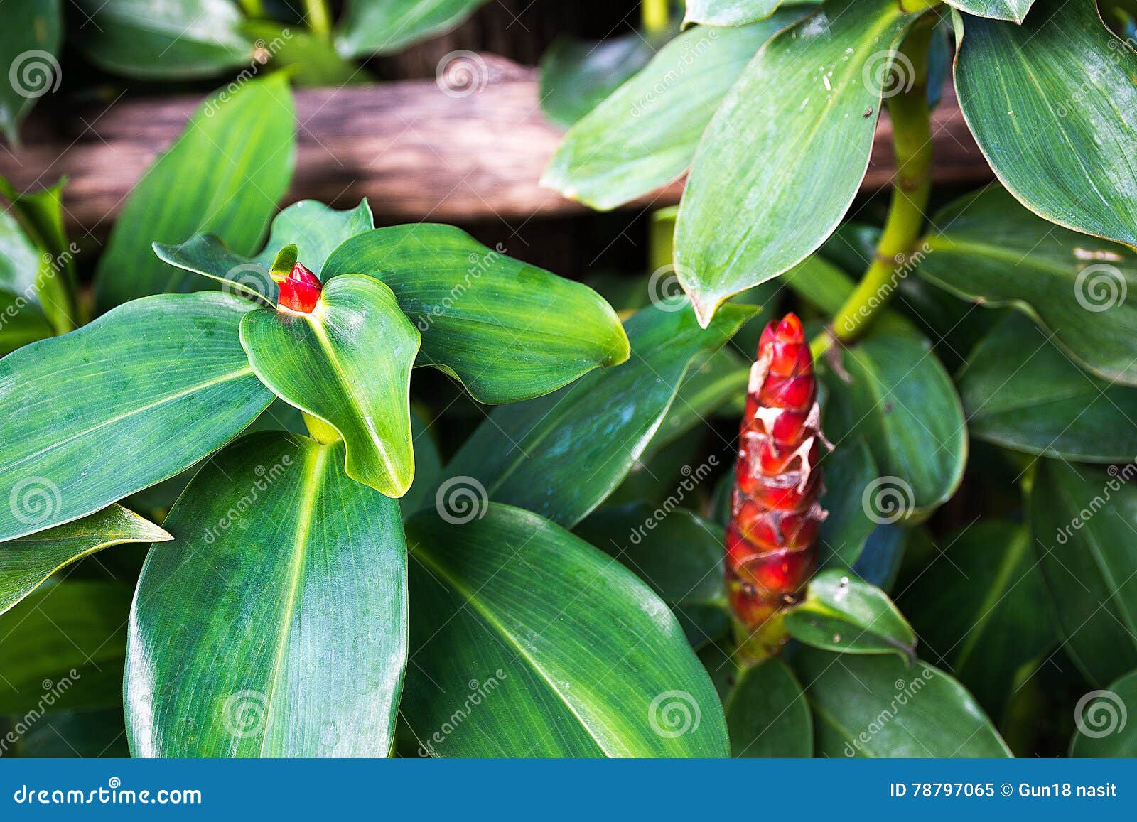 Costus stock image. Image of kiss, scarlet, bright, woodsonii - 78797065