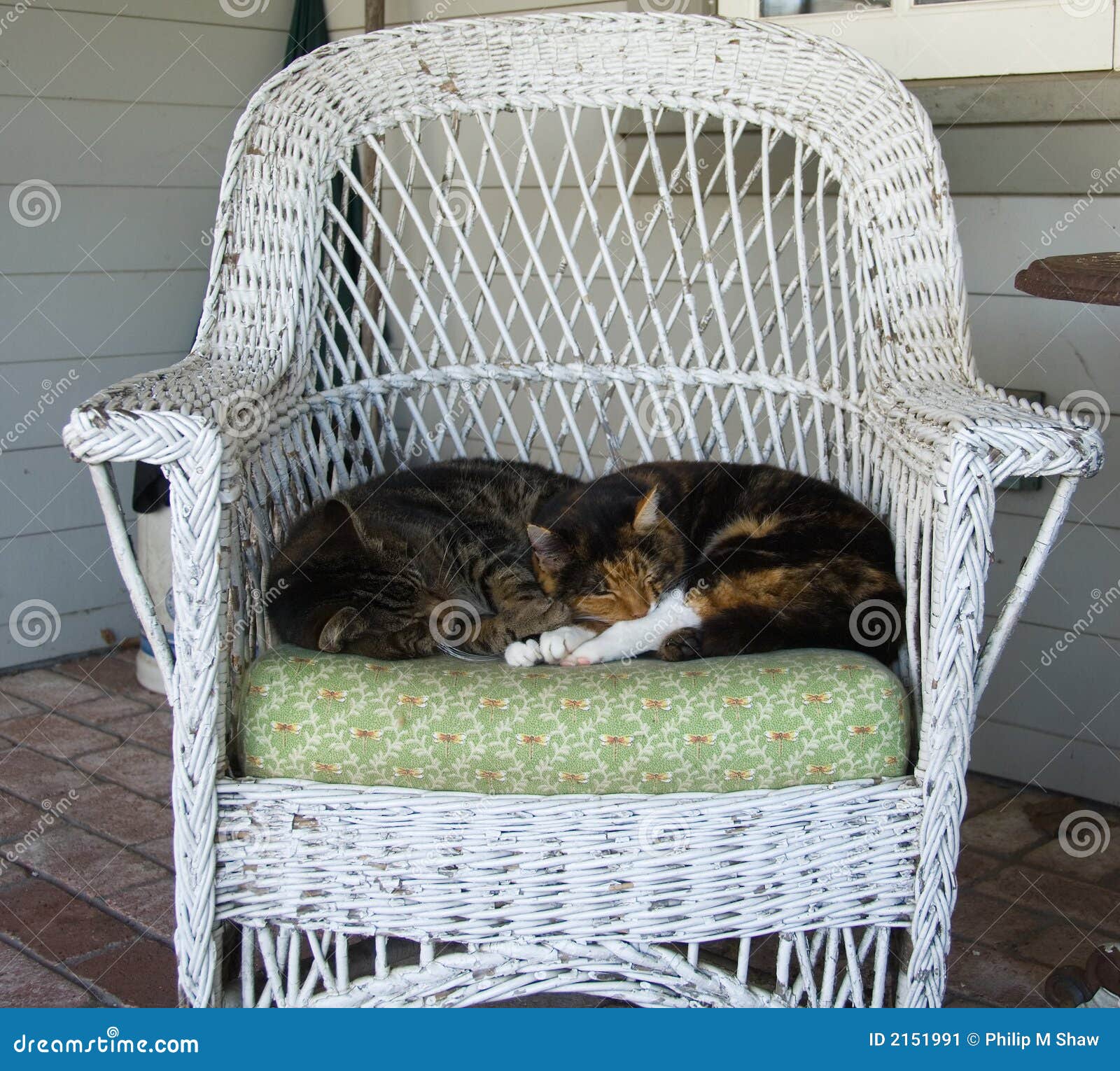 Cosy Cats stock image. Image of healdsburg, vineyard, creek - 2151991