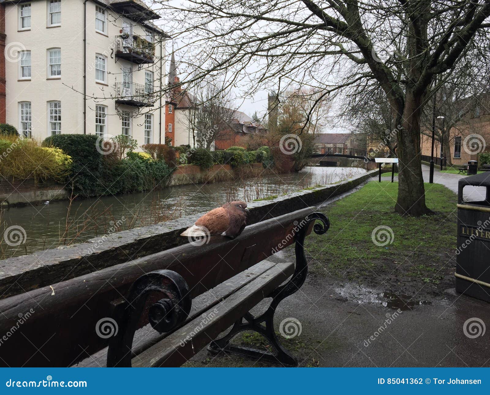 Cosy Pigeon Stock Photos - Free & Royalty-Free Stock Photos from Dreamstime
