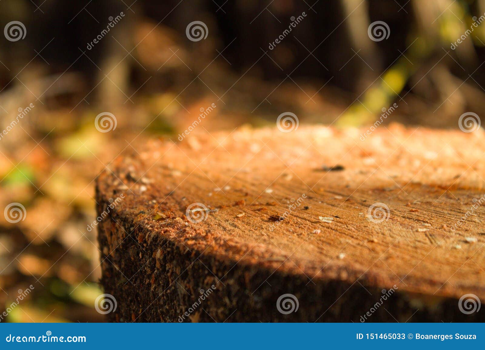 Cot Tree stock image. Image of wood, florest, tree, firewood - 151465033