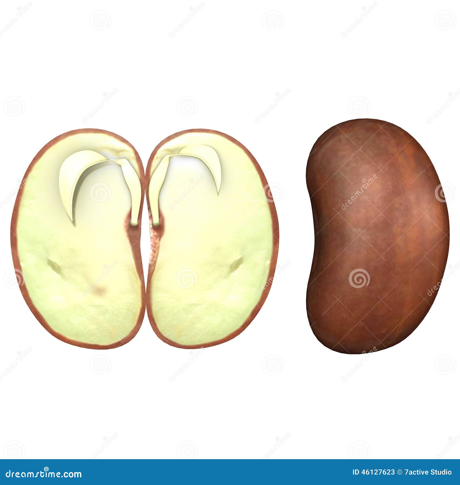 Cotiledoni del fagiolo illustrazione di stock. Immagine di isolato ...