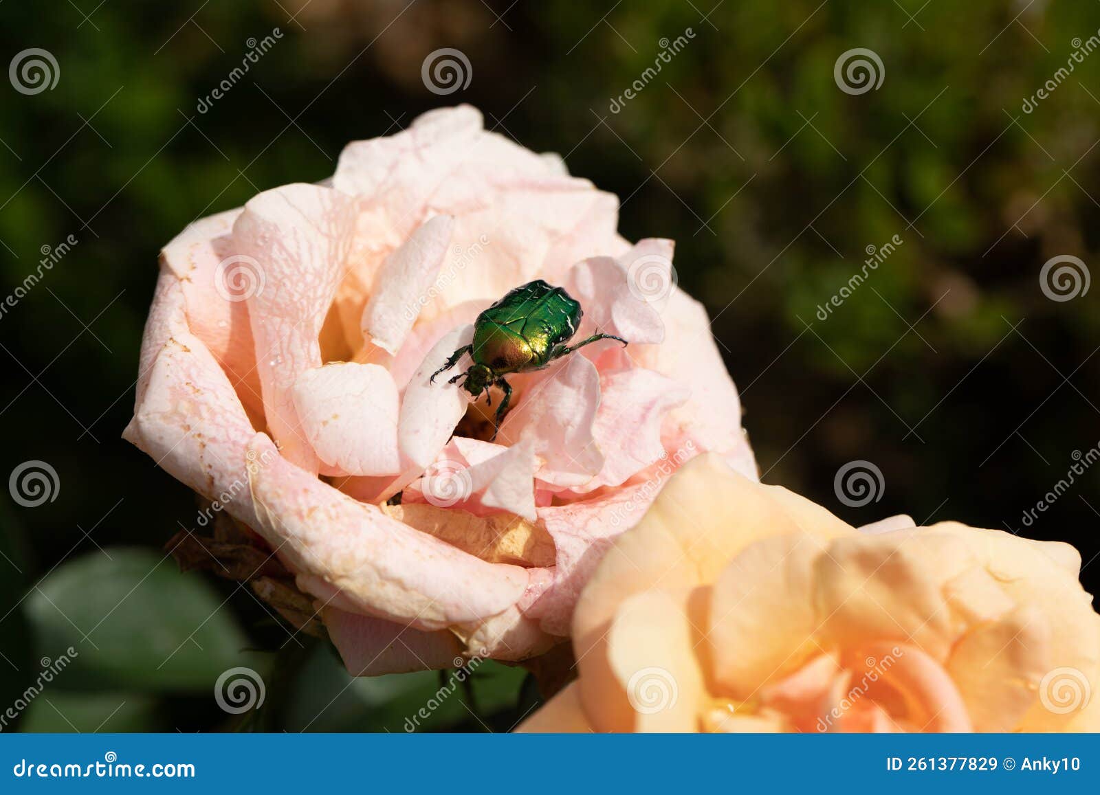 Cotinis Nitida, Commonly Known As the Green June Beetle on Rose Stock ...