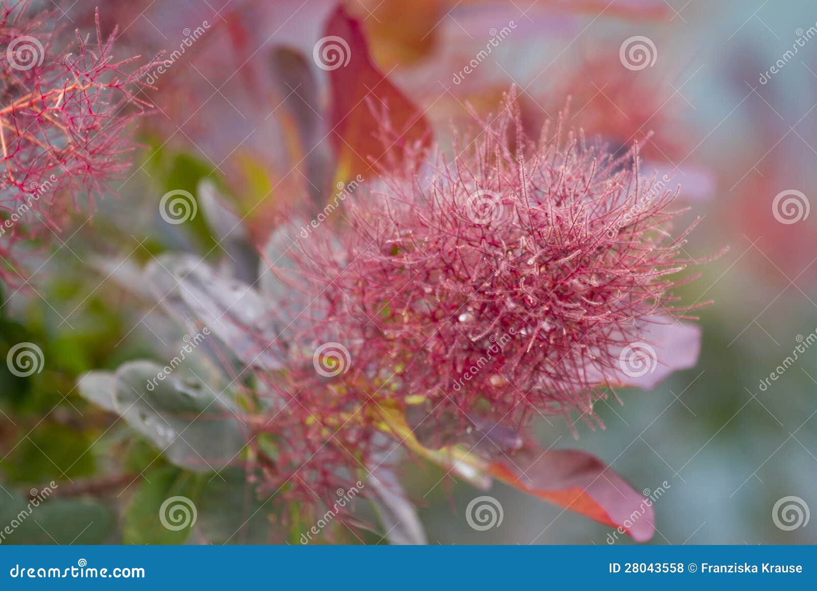 Cotinus coggygria stock photo. Image of smoke, flower - 28043558
