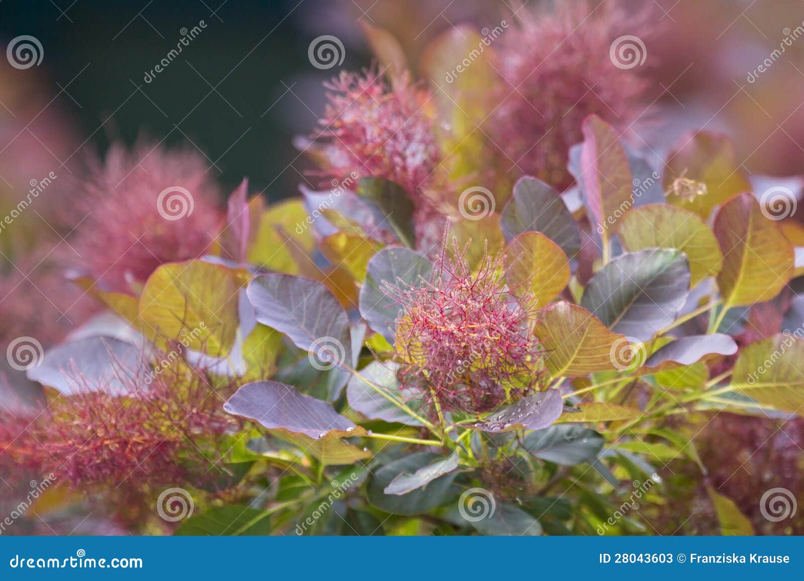 Cotinus coggygria stock image. Image of smoke, coggygria - 28043603