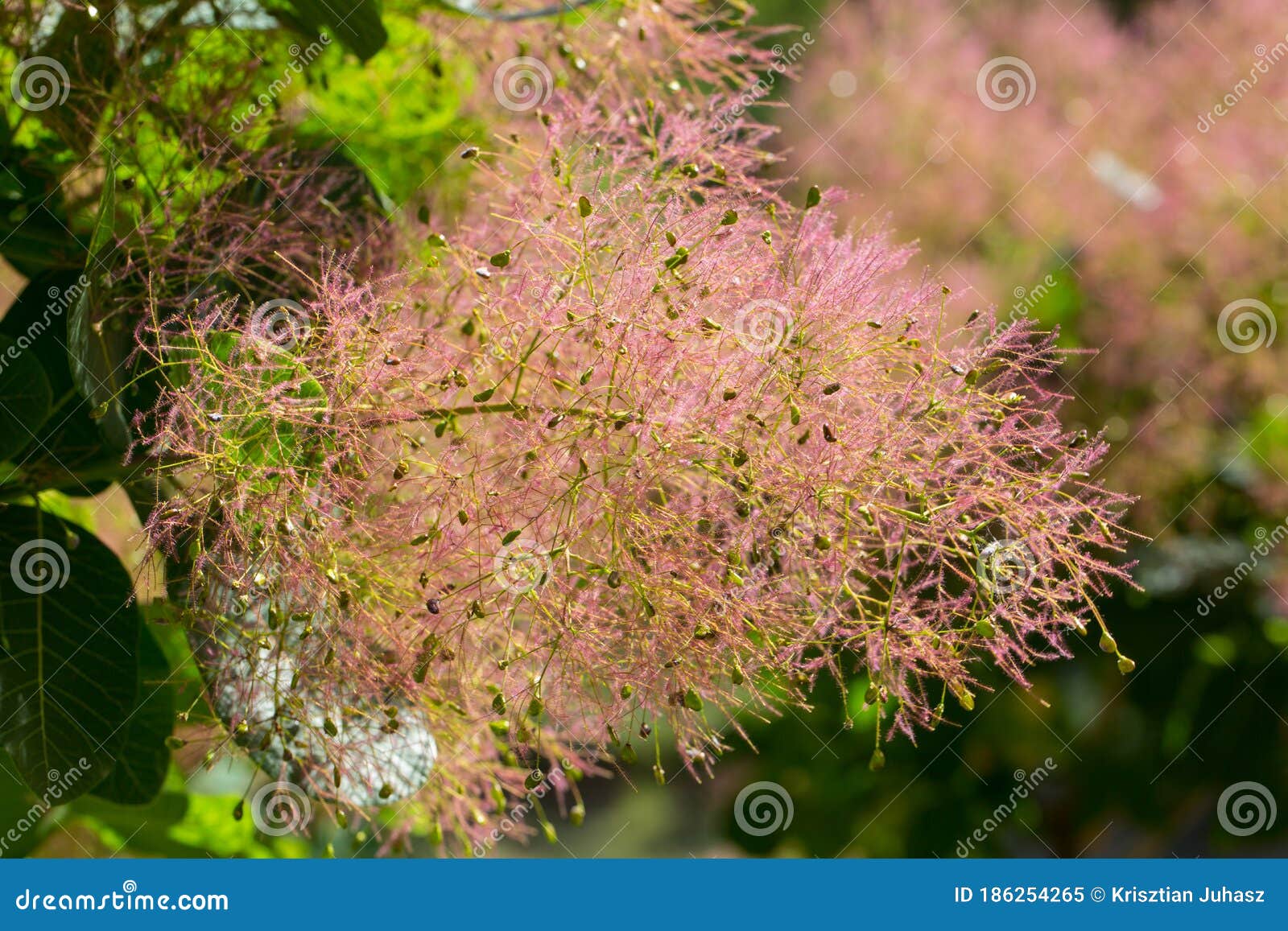Clouse-up View of Flowering Branches Stock Image - Image of closeup ...