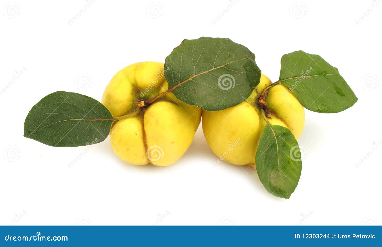 Cotogna fotografia stock. Immagine di foto, isolato, sfondo - 12303244