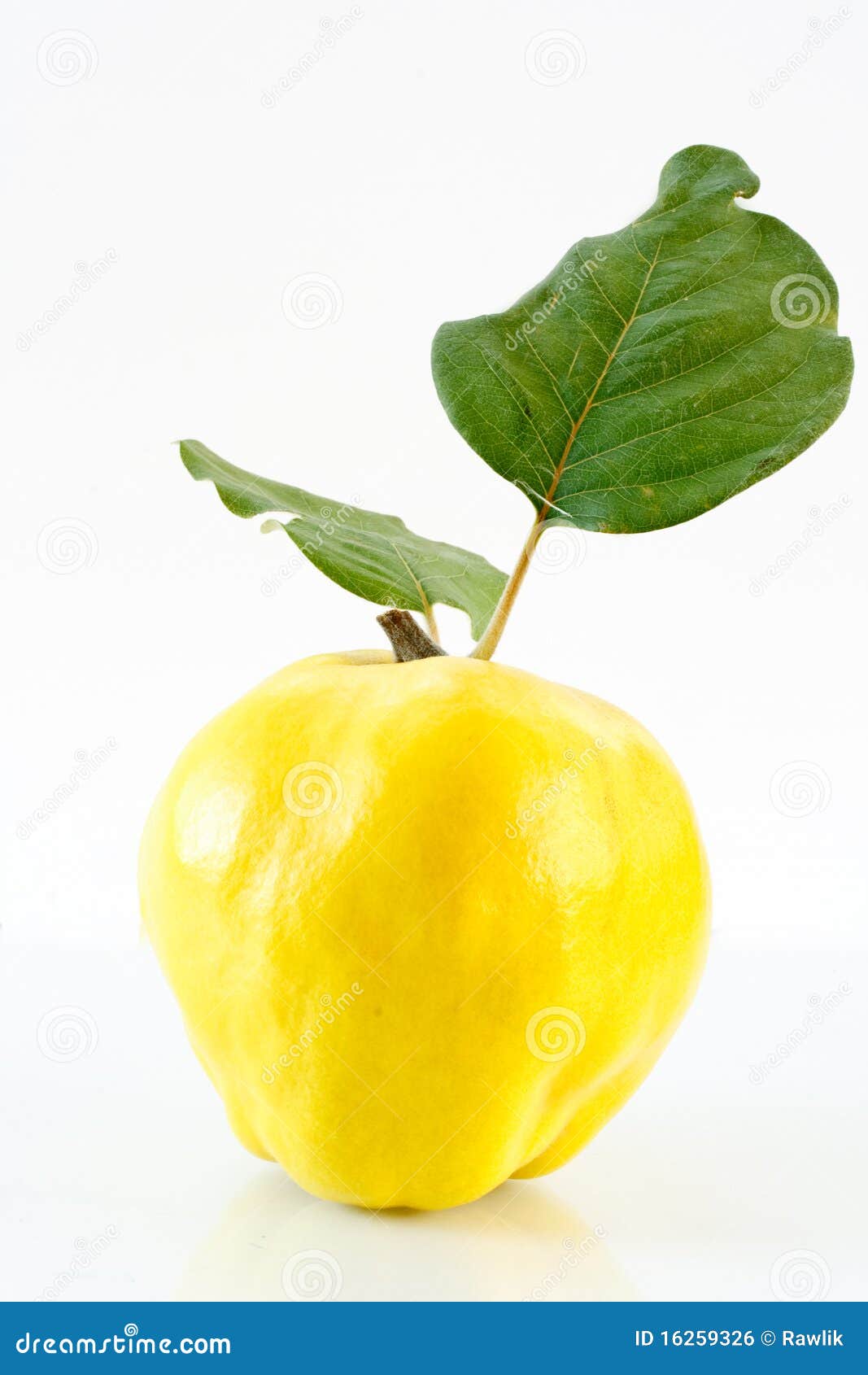 Cotogna fotografia stock. Immagine di inceppamento, alimento - 16259326