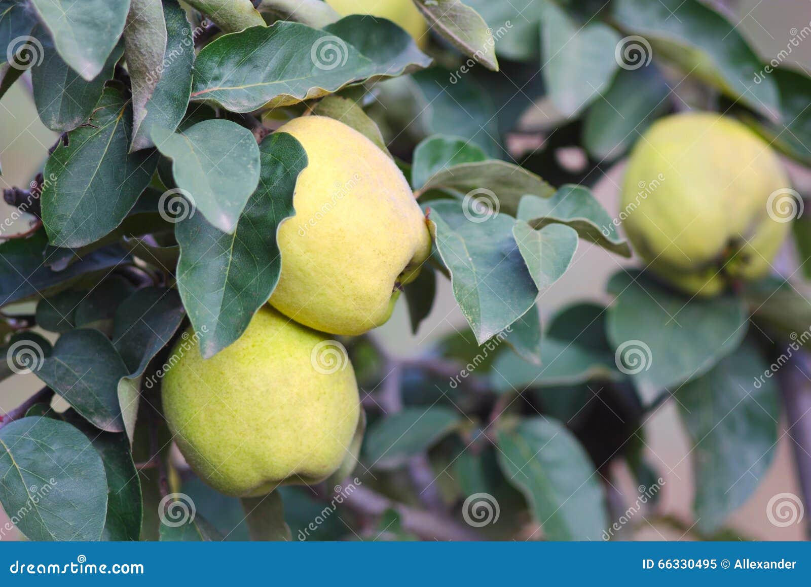 Cotogna immagine stock. Immagine di stagione, maturo - 66330495