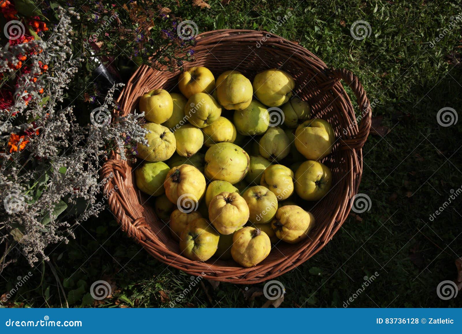 Cotogna fotografia stock. Immagine di pieno, verde, frutta - 83736128